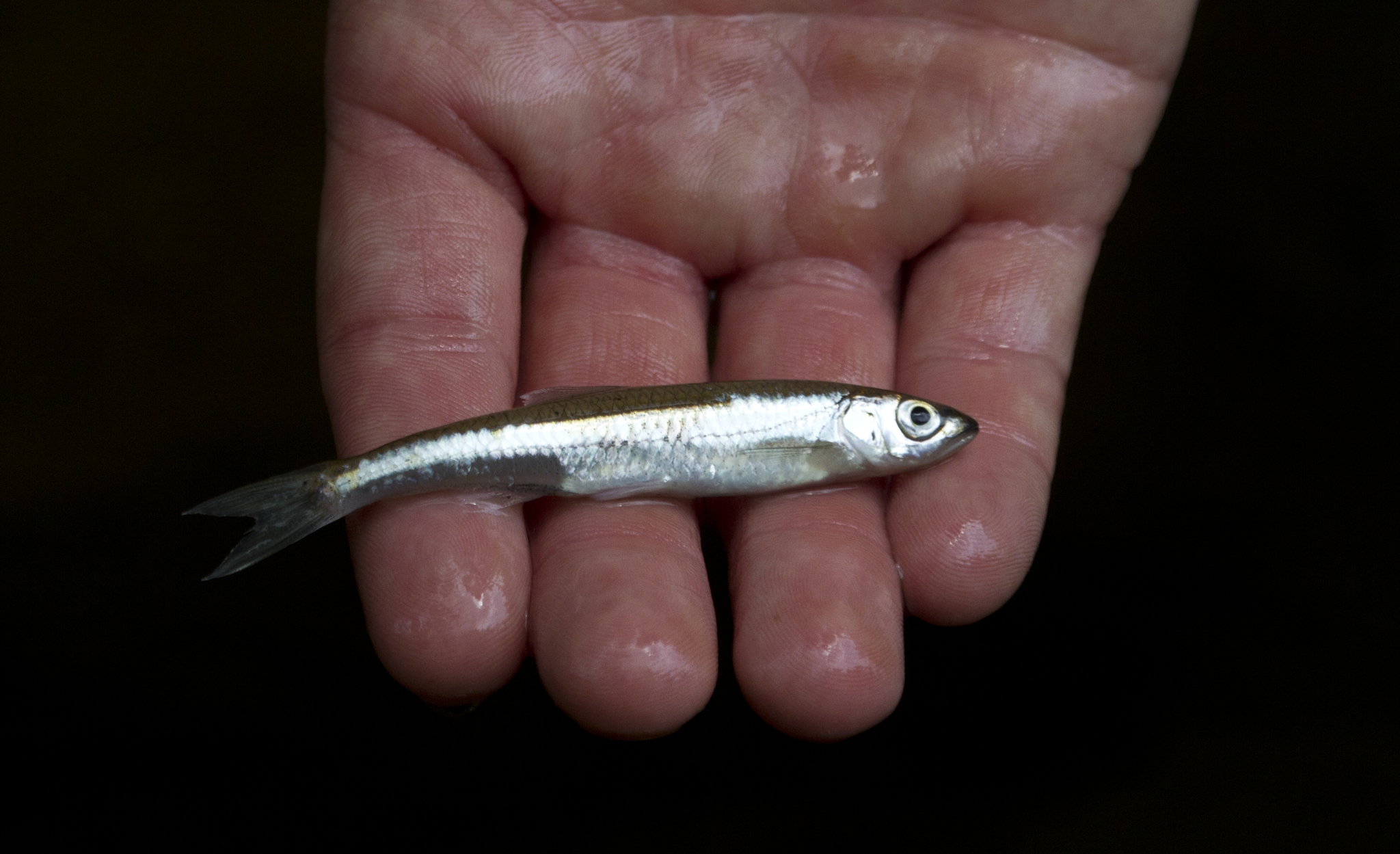 Media of Notropis sp. - Maryland Biodiversity Project