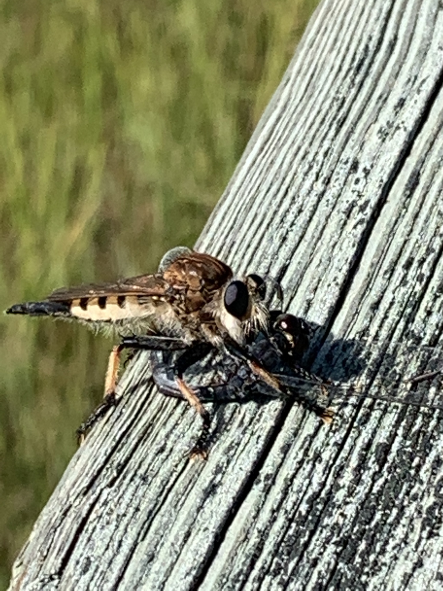 Record #1006833 Details - Maryland Biodiversity Project