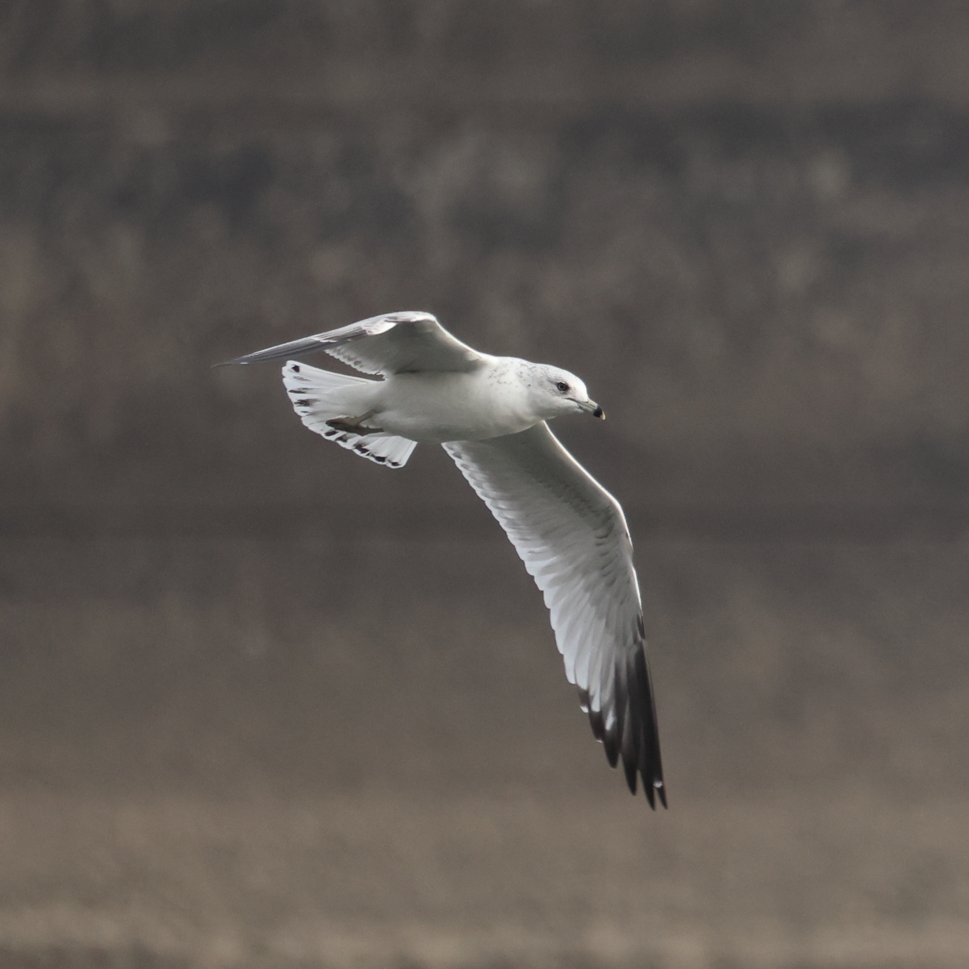Record #1031604 Details - Maryland Biodiversity Project