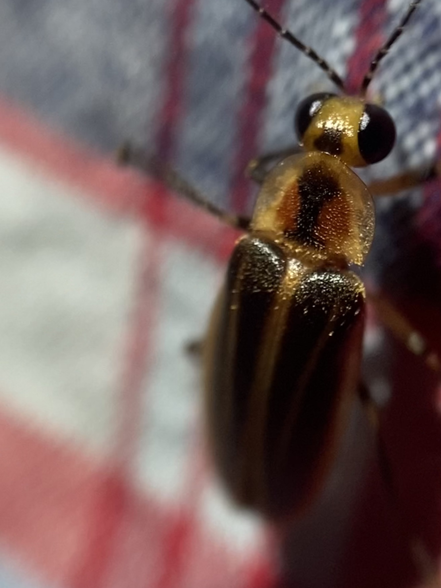 Maryland Biodiversity - View Thumbnails - Bethany Beach Firefly ...