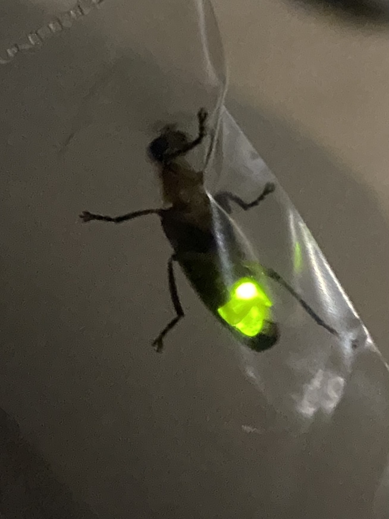 Maryland Biodiversity Project - Bethany Beach Firefly (Photuris bethaniensis)