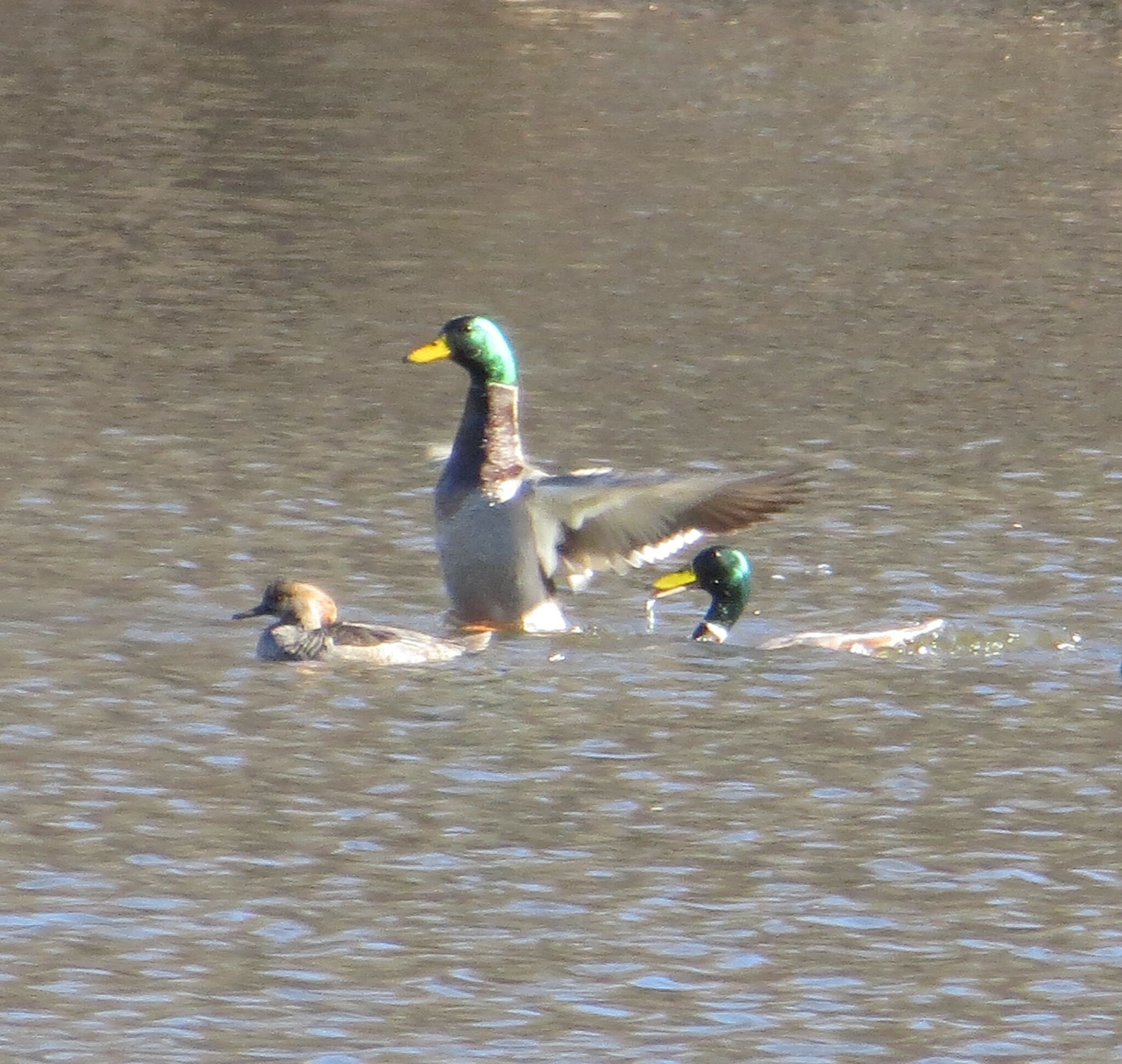 Maryland Biodiversity Project - Record ID: 1062786