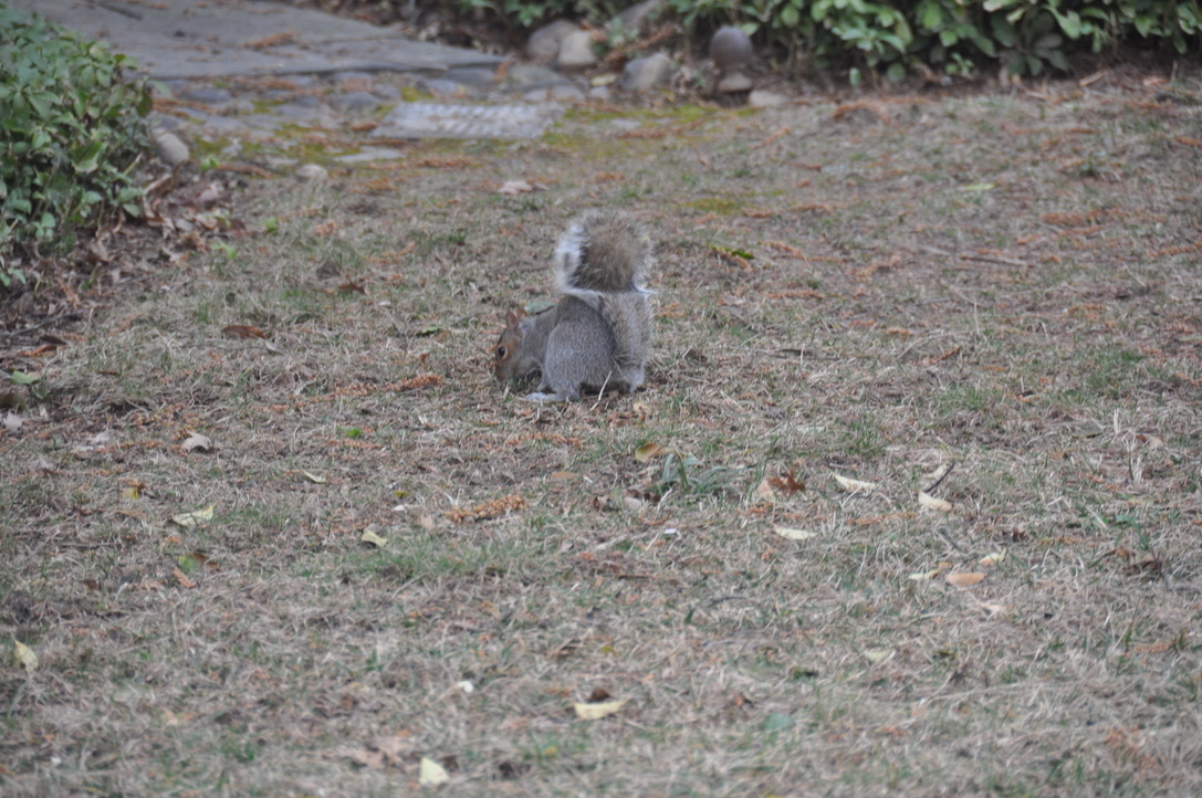 Maryland Biodiversity Project - Record ID: 1074507