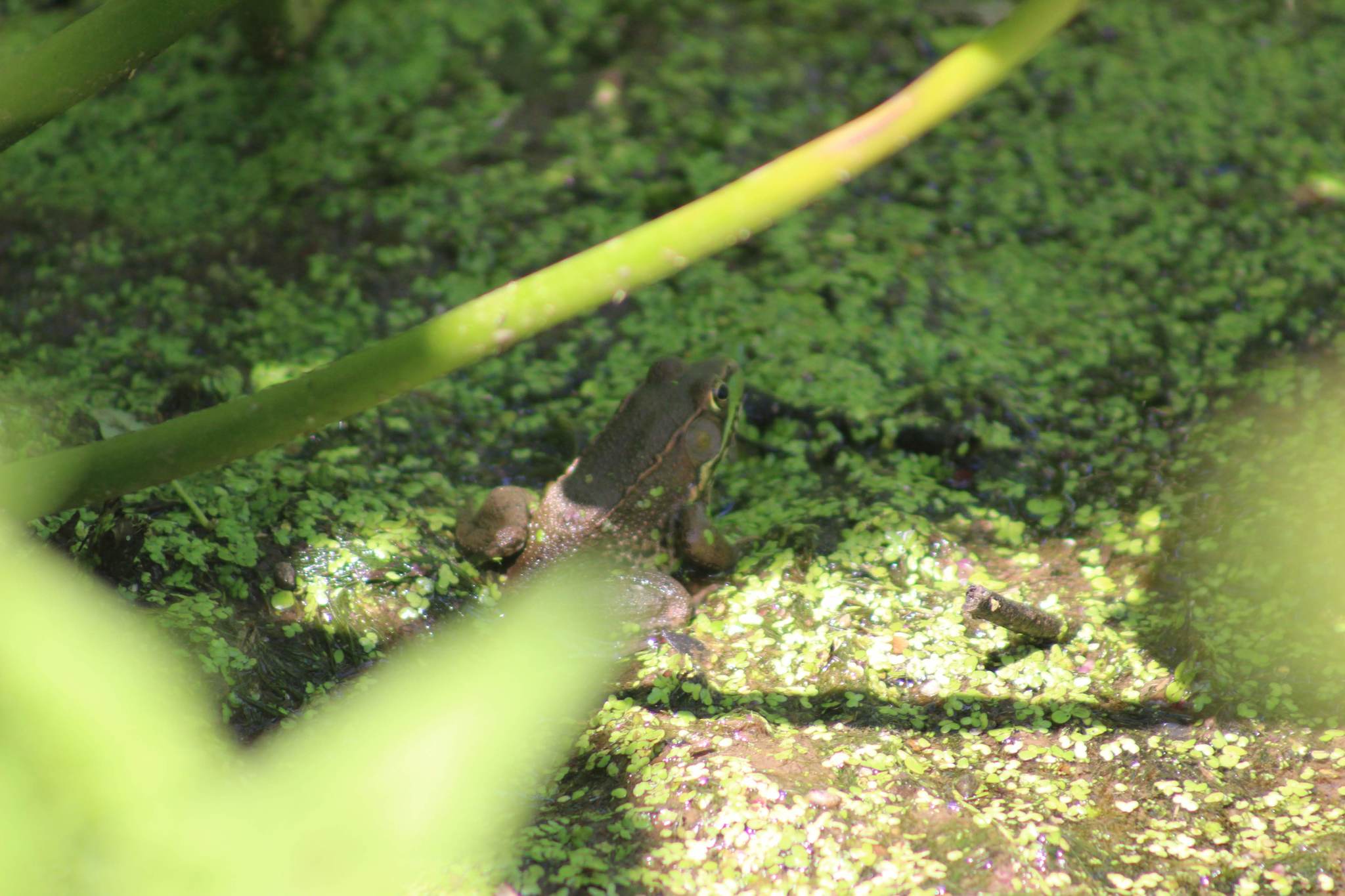 Record #1079076 Details - Maryland Biodiversity Project