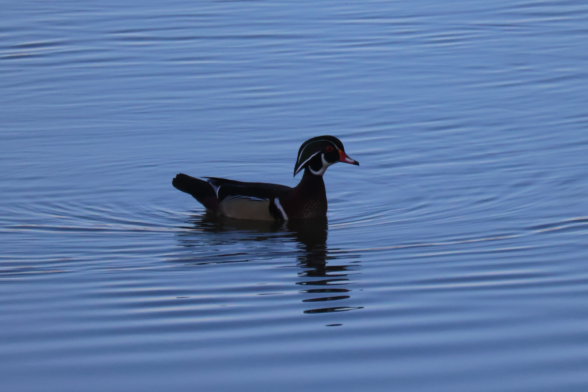 Maryland Biodiversity Project - Record ID: 1081089