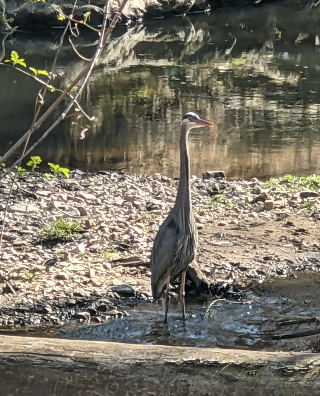 Maryland Biodiversity Project - Record ID: 1085275