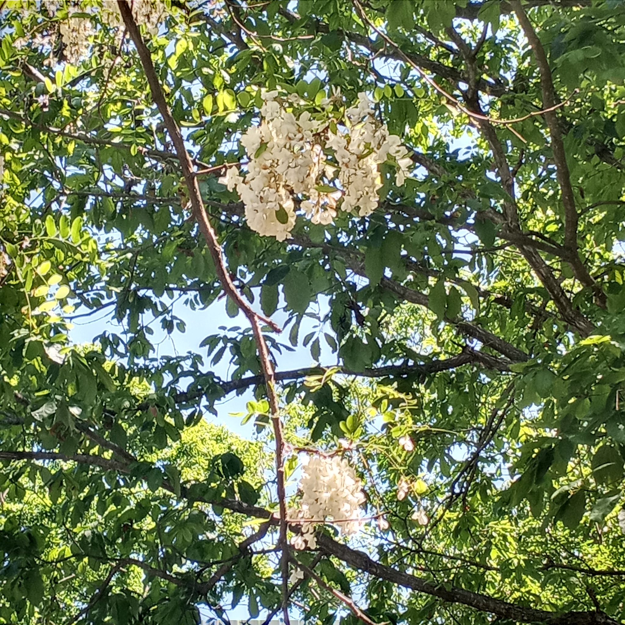 Maryland Biodiversity Project - Record ID: 1110882