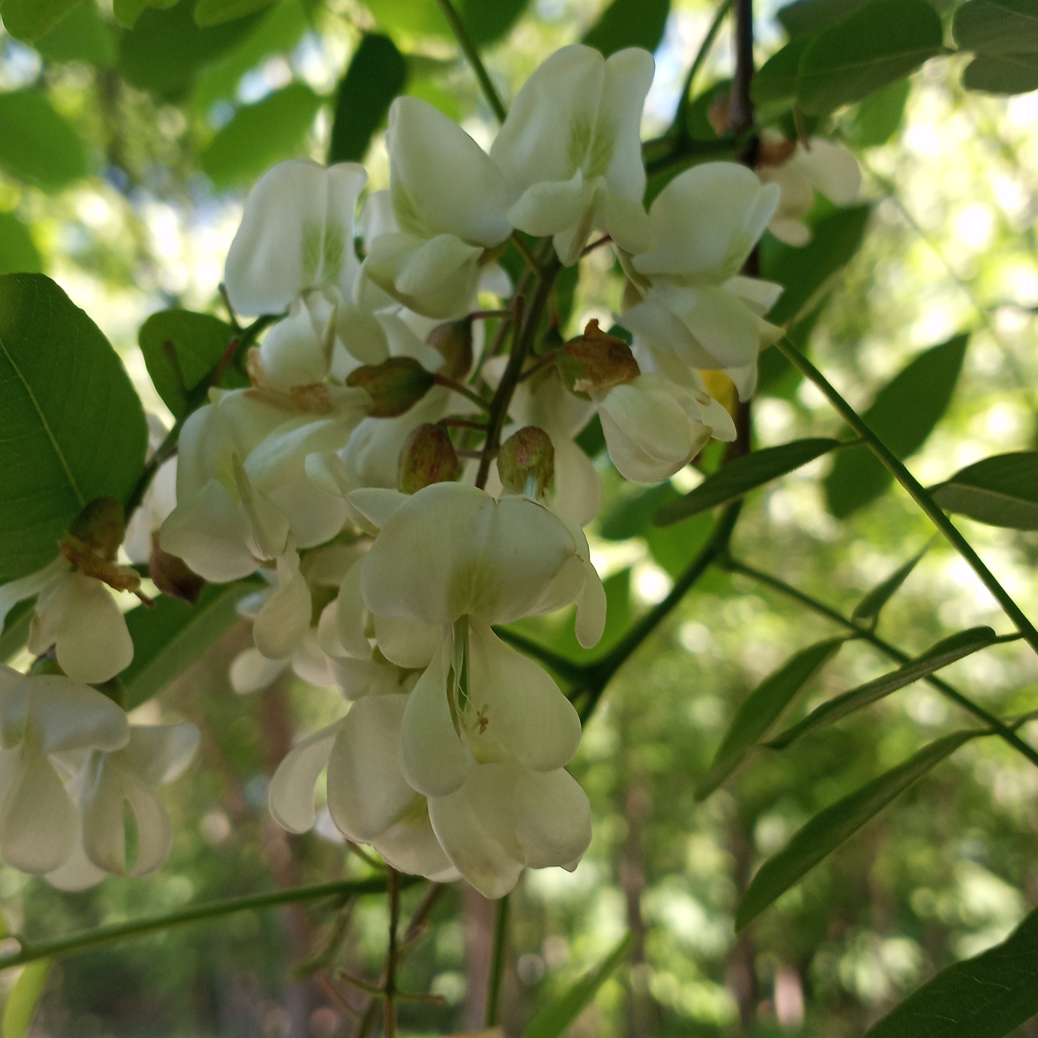 Maryland Biodiversity Project - Record ID: 1110882