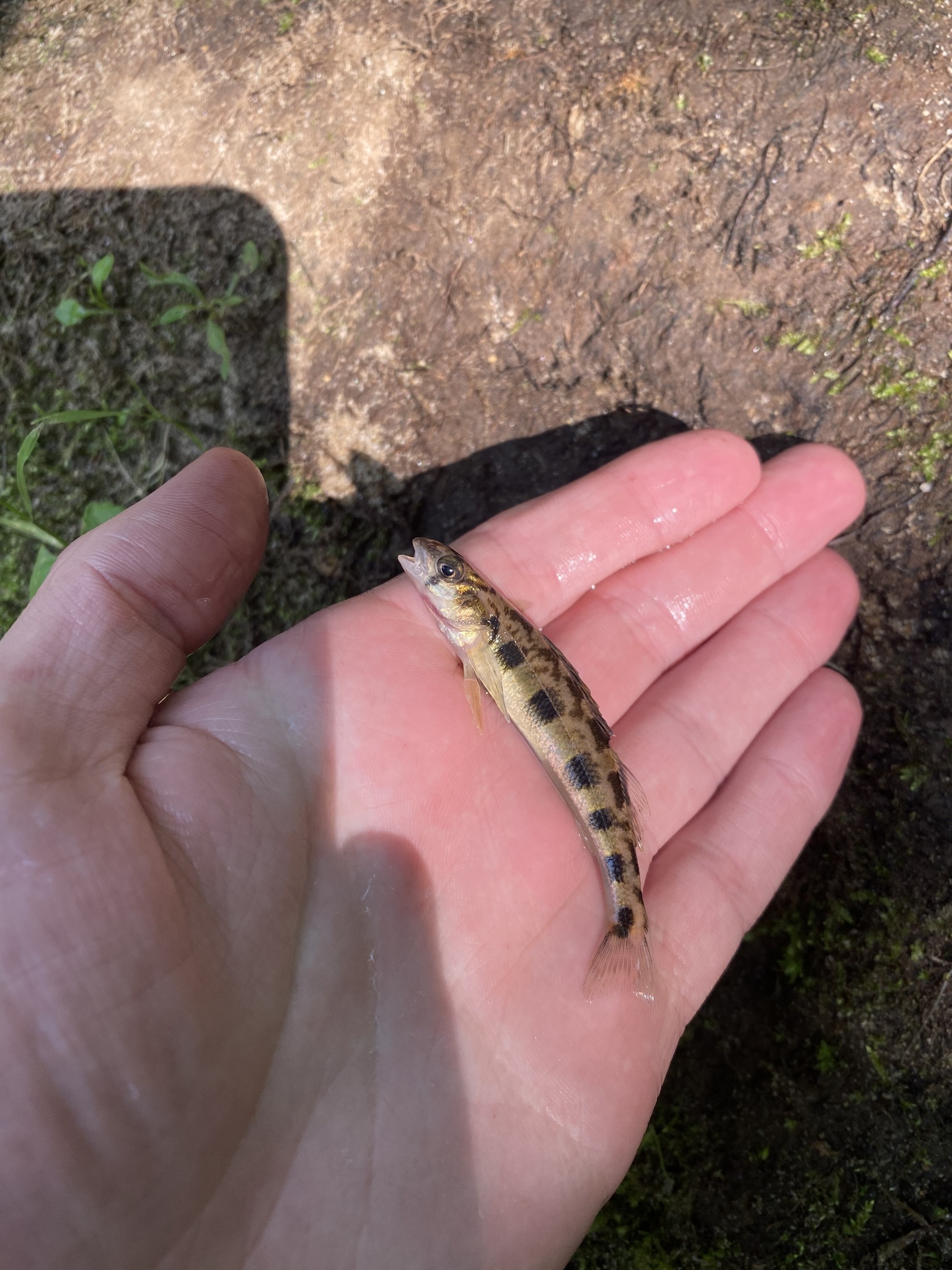 Maryland Biodiversity - View Thumbnails - Shield Darter ( Percina peltata )