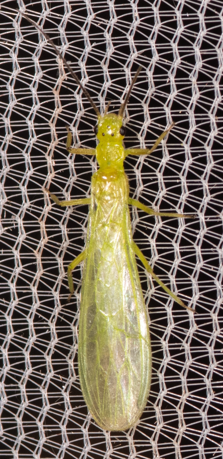 About Alloperla sp. - Maryland Biodiversity Project