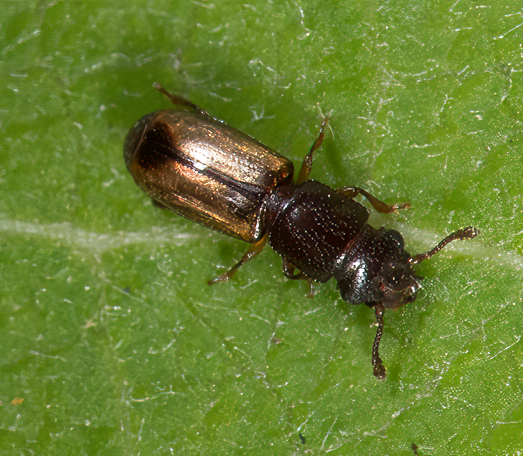 About Europs pallipennis - Maryland Biodiversity Project