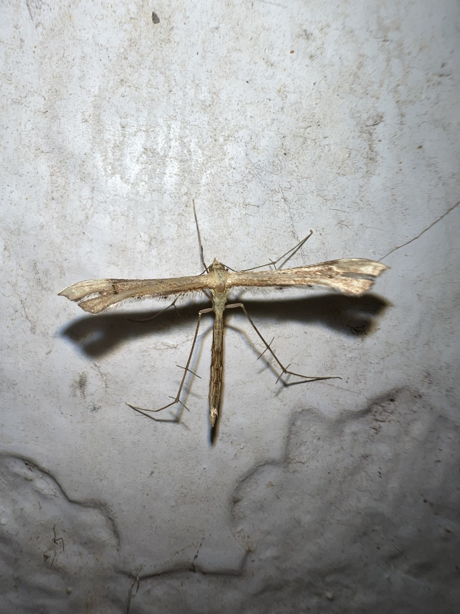 About Carolina Plume Moth - Maryland Biodiversity Project
