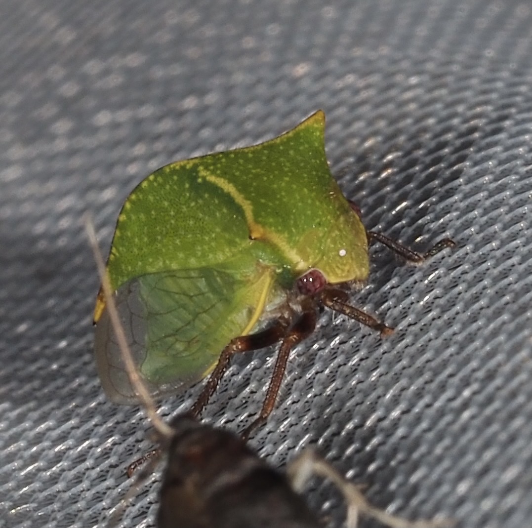 Media of Tortistilus abnorma - Maryland Biodiversity Project