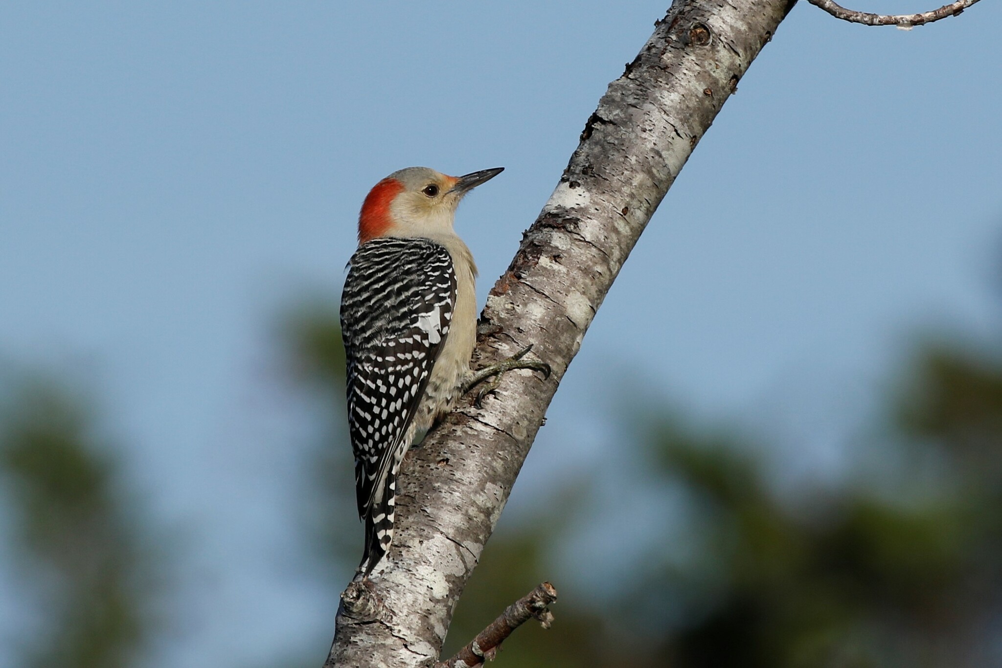 Maryland Biodiversity Project - Record ID: 1177245