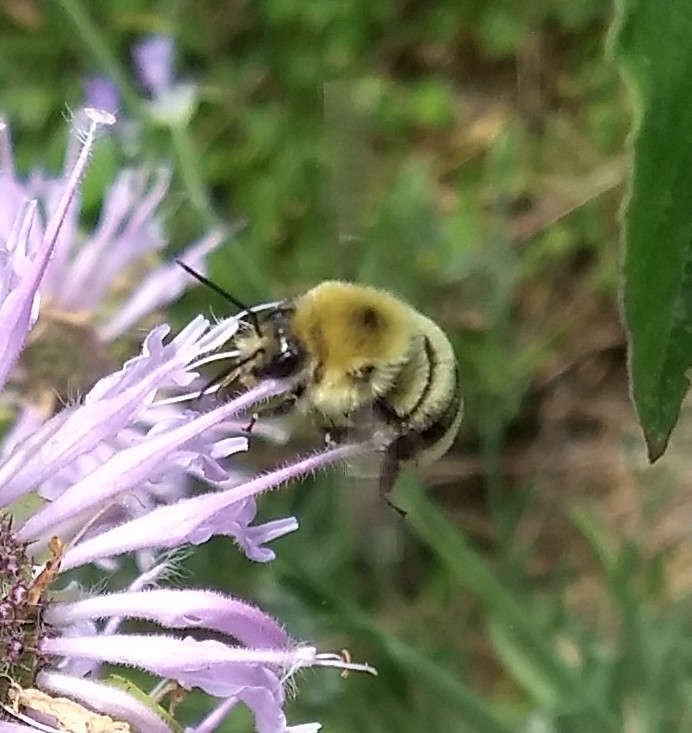 Record #1196487 Details - Maryland Biodiversity Project