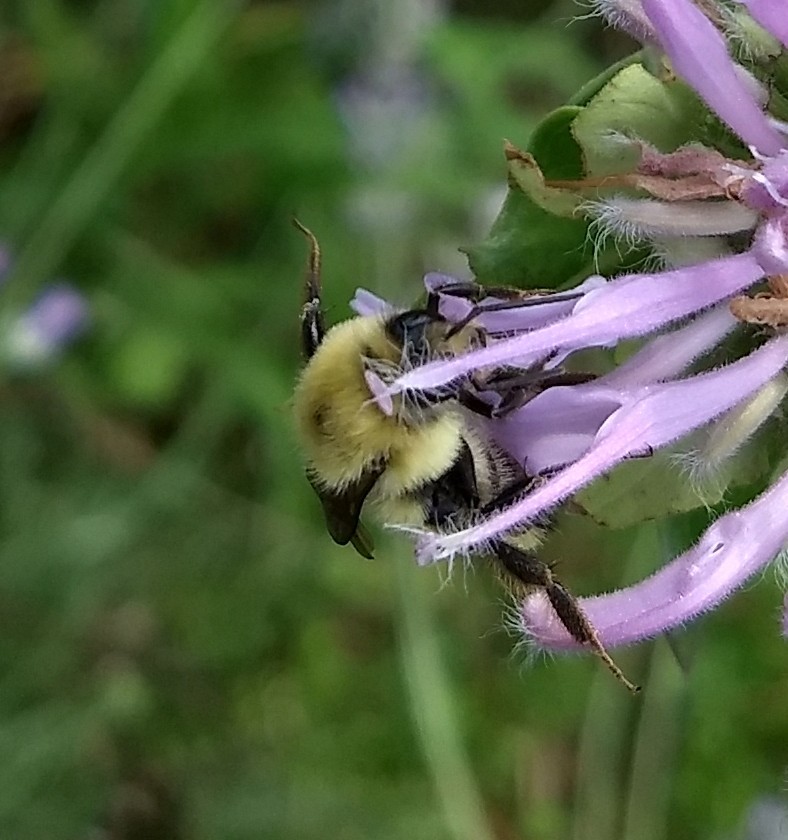 Record #1196487 Details - Maryland Biodiversity Project