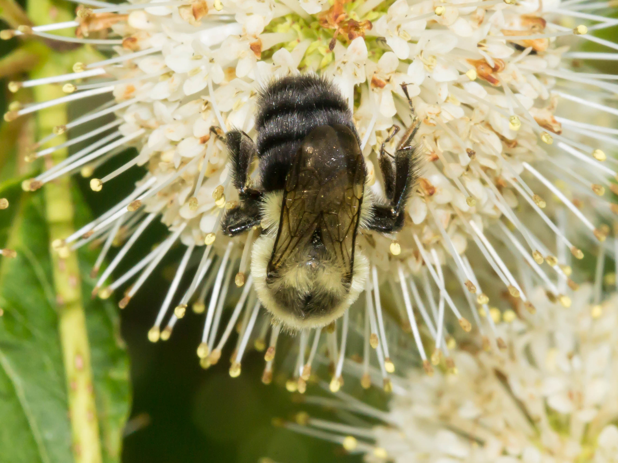 Maryland Biodiversity Project - Record ID: 1202332