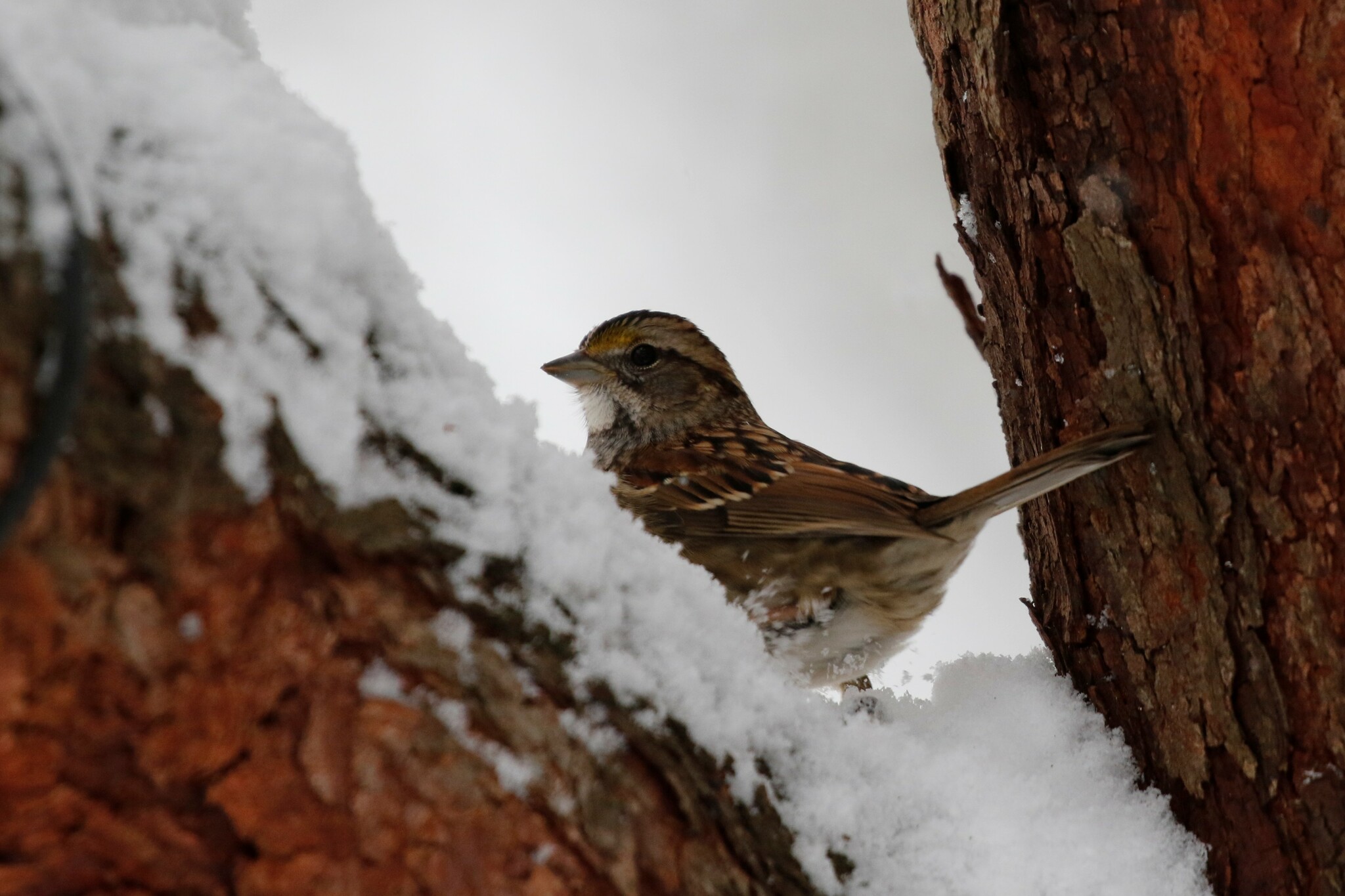 Maryland Biodiversity Project - Record ID: 1205343