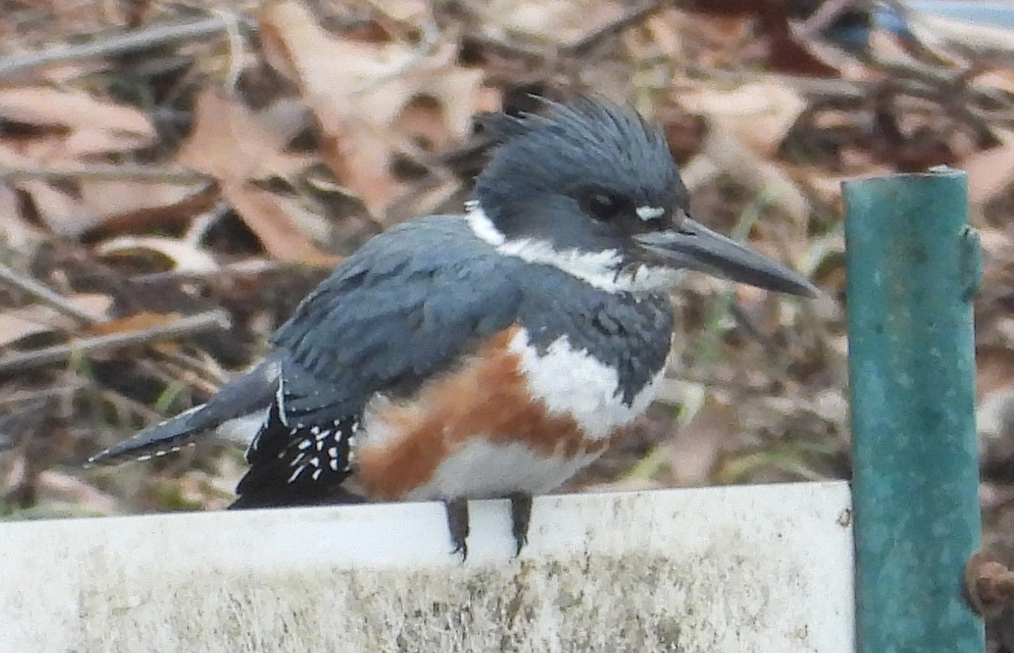 Maryland Biodiversity Project - Record ID: 1207060
