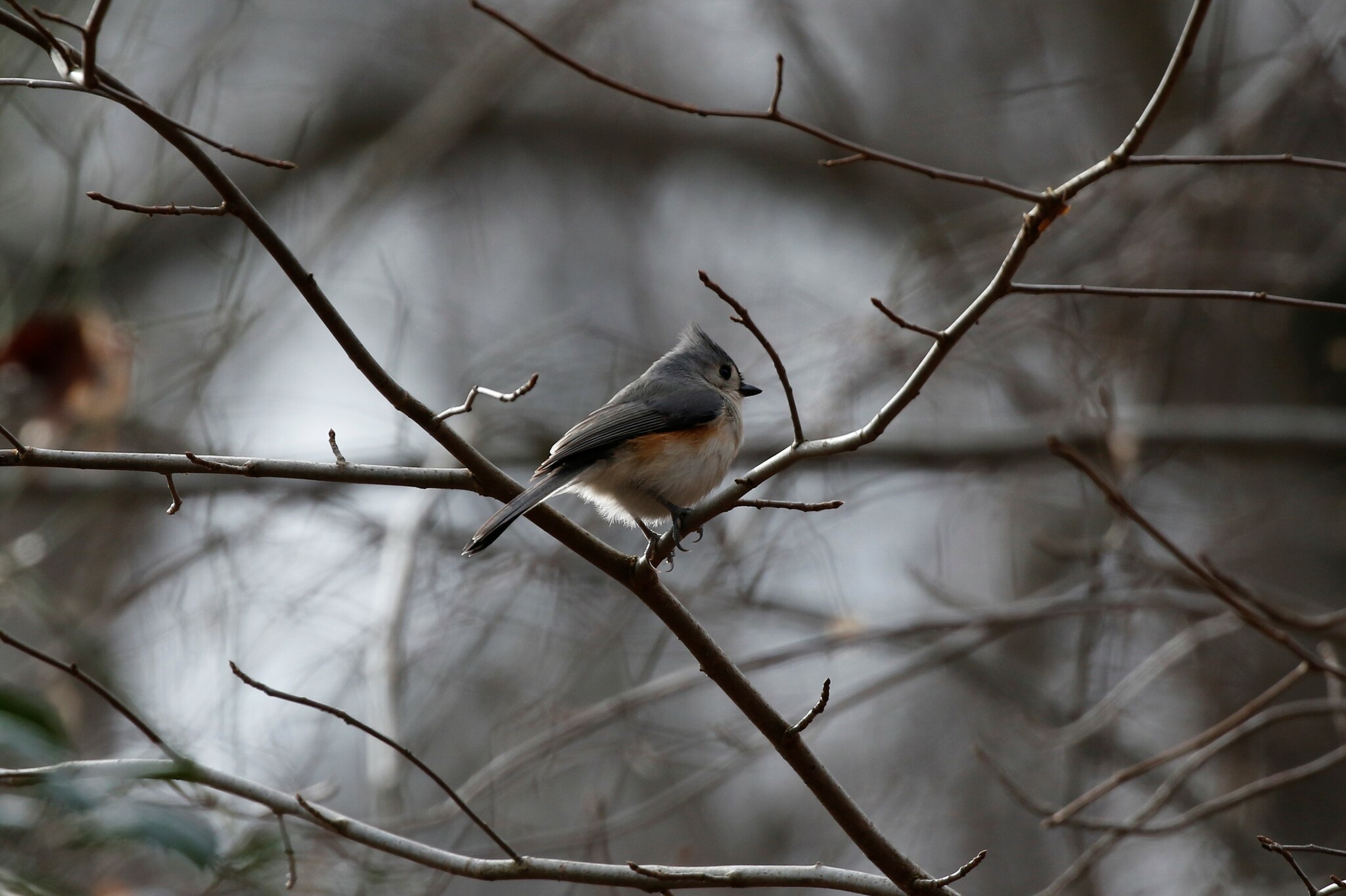 Record #1207659 Details - Maryland Biodiversity Project