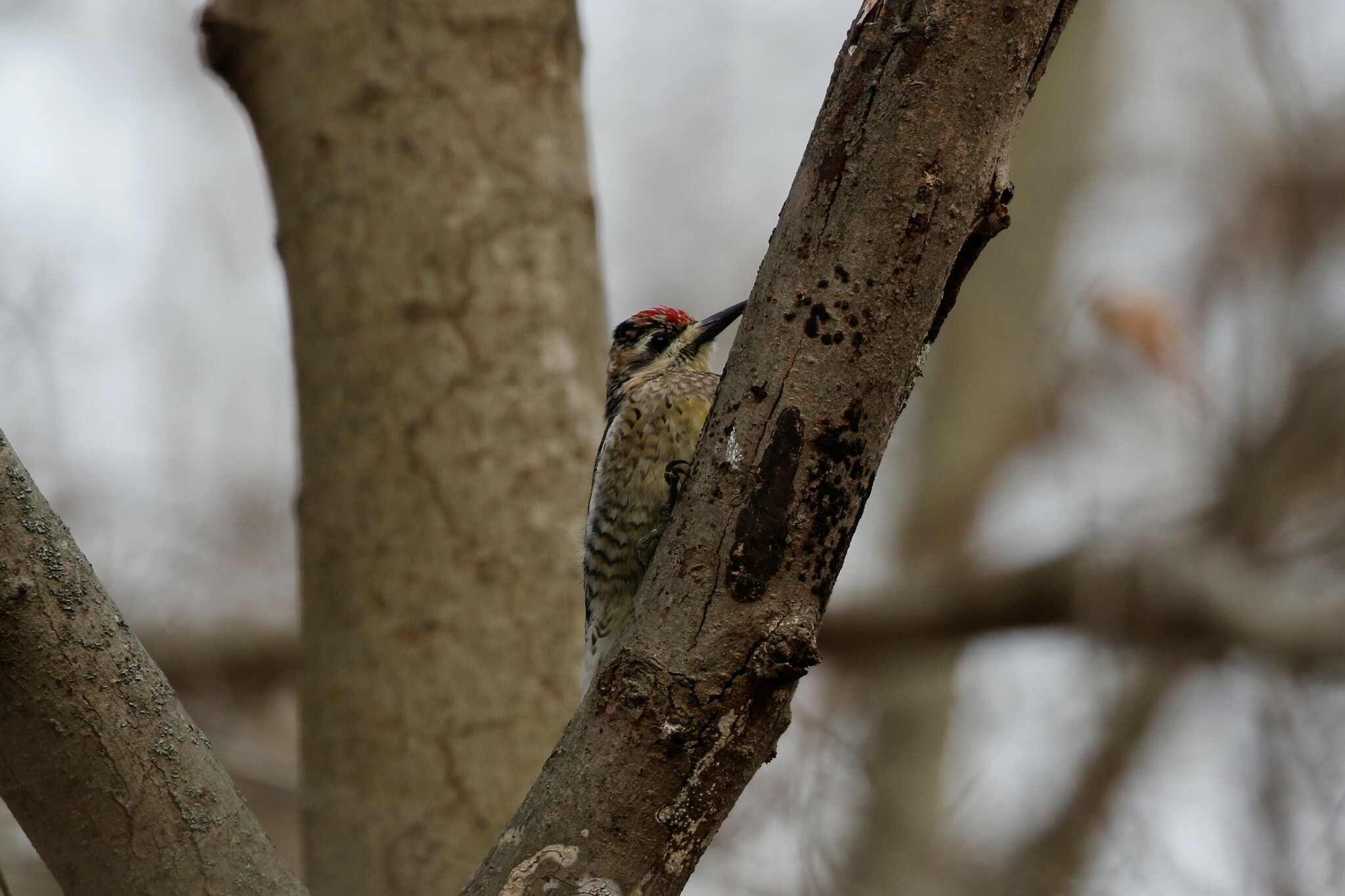 Record #1207667 Details - Maryland Biodiversity Project