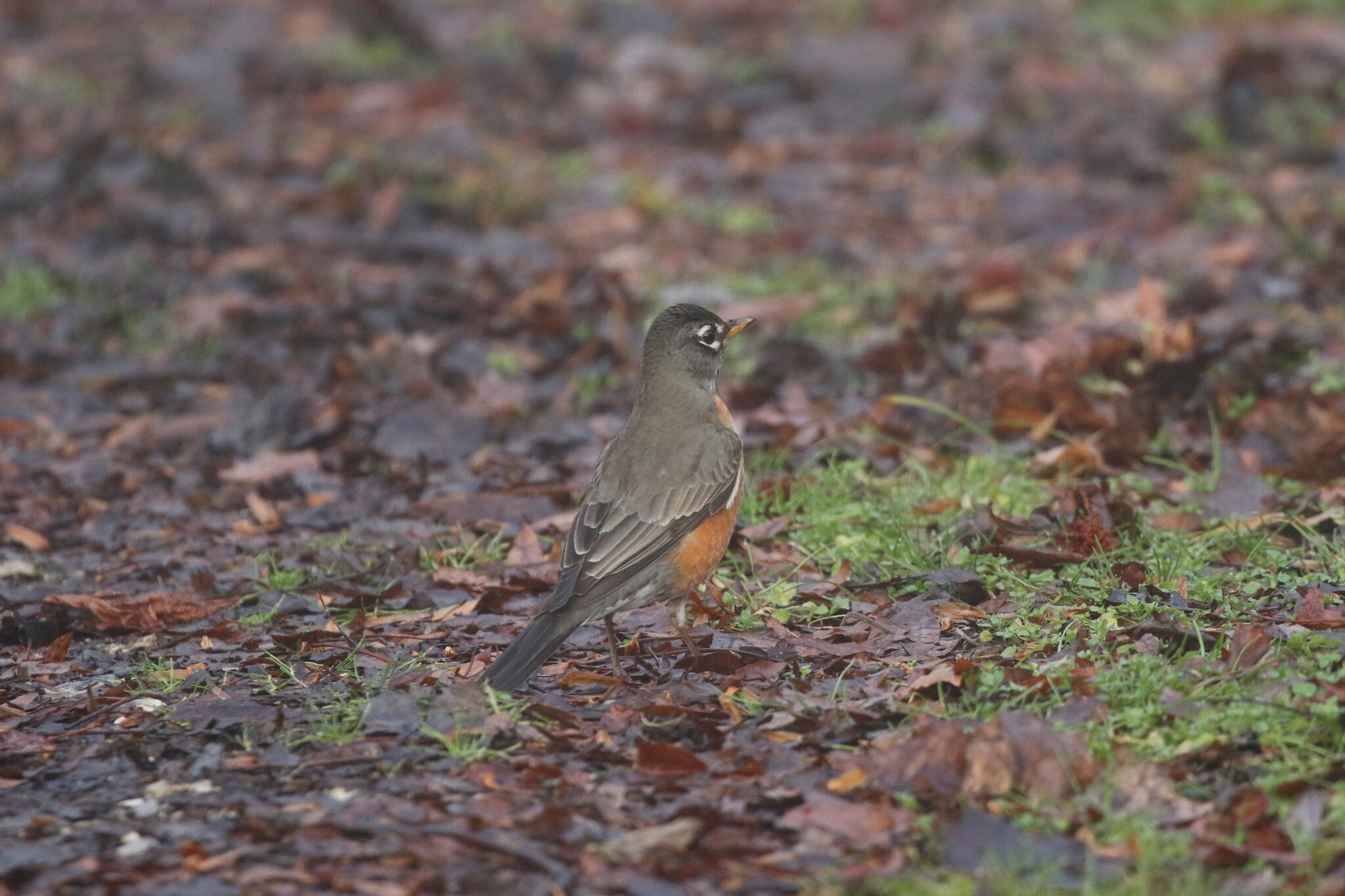 Record #1207683 Details - Maryland Biodiversity Project