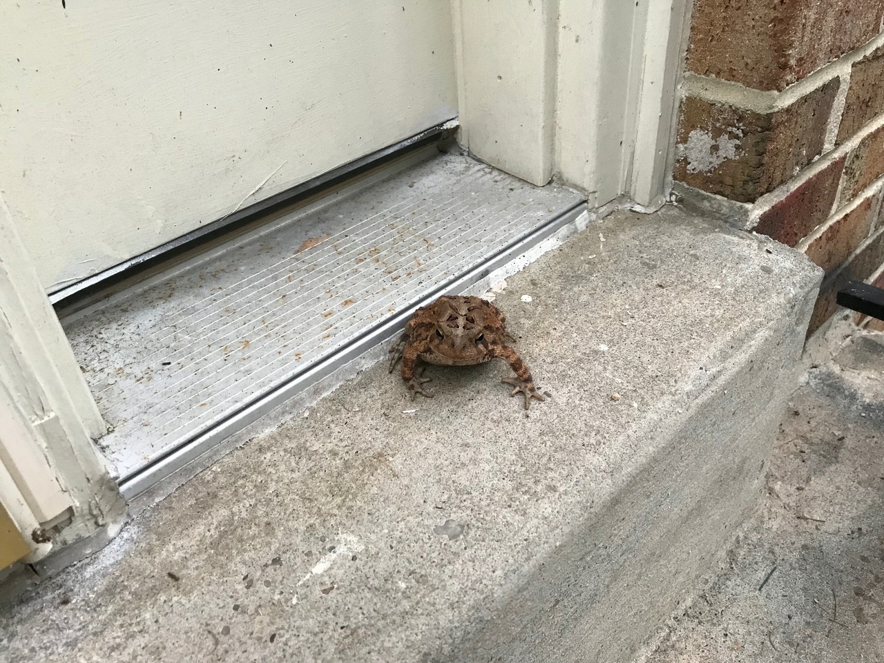 Maryland Biodiversity Project - Record ID: 1208004