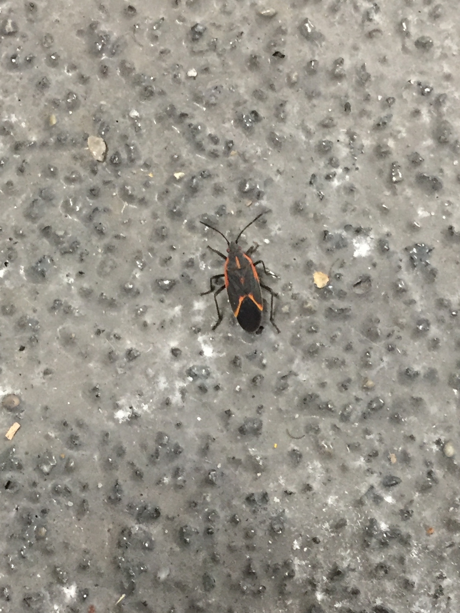 Record #1208226 Details - Maryland Biodiversity Project