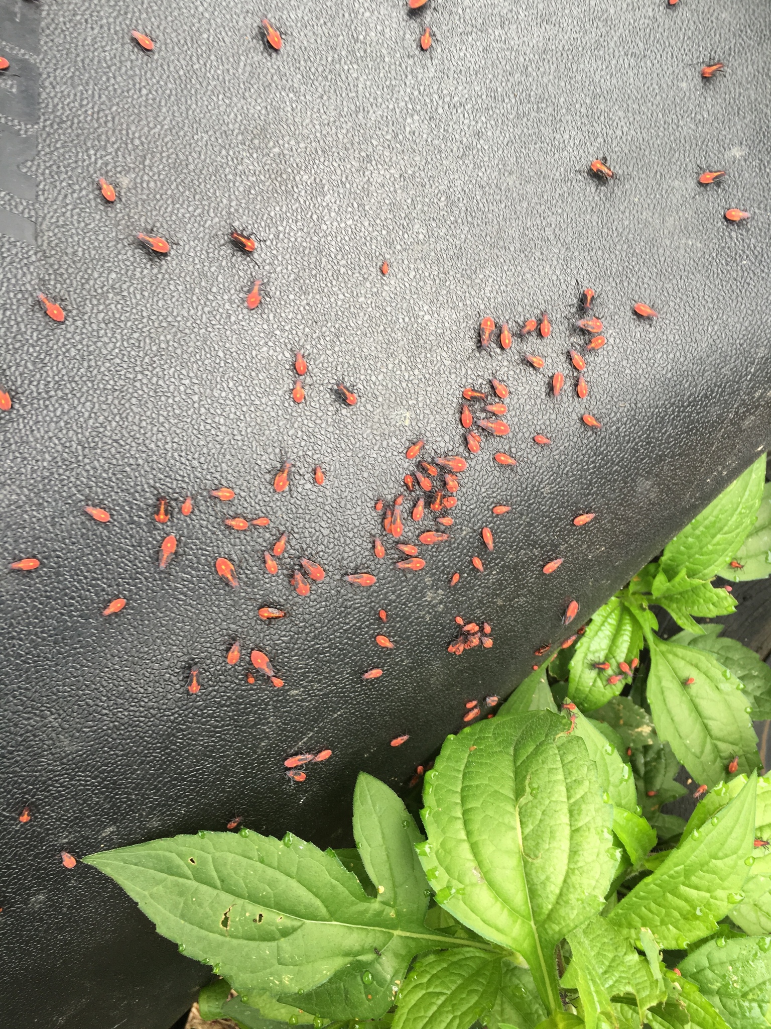 Maryland Biodiversity Project - Record ID: 1208358