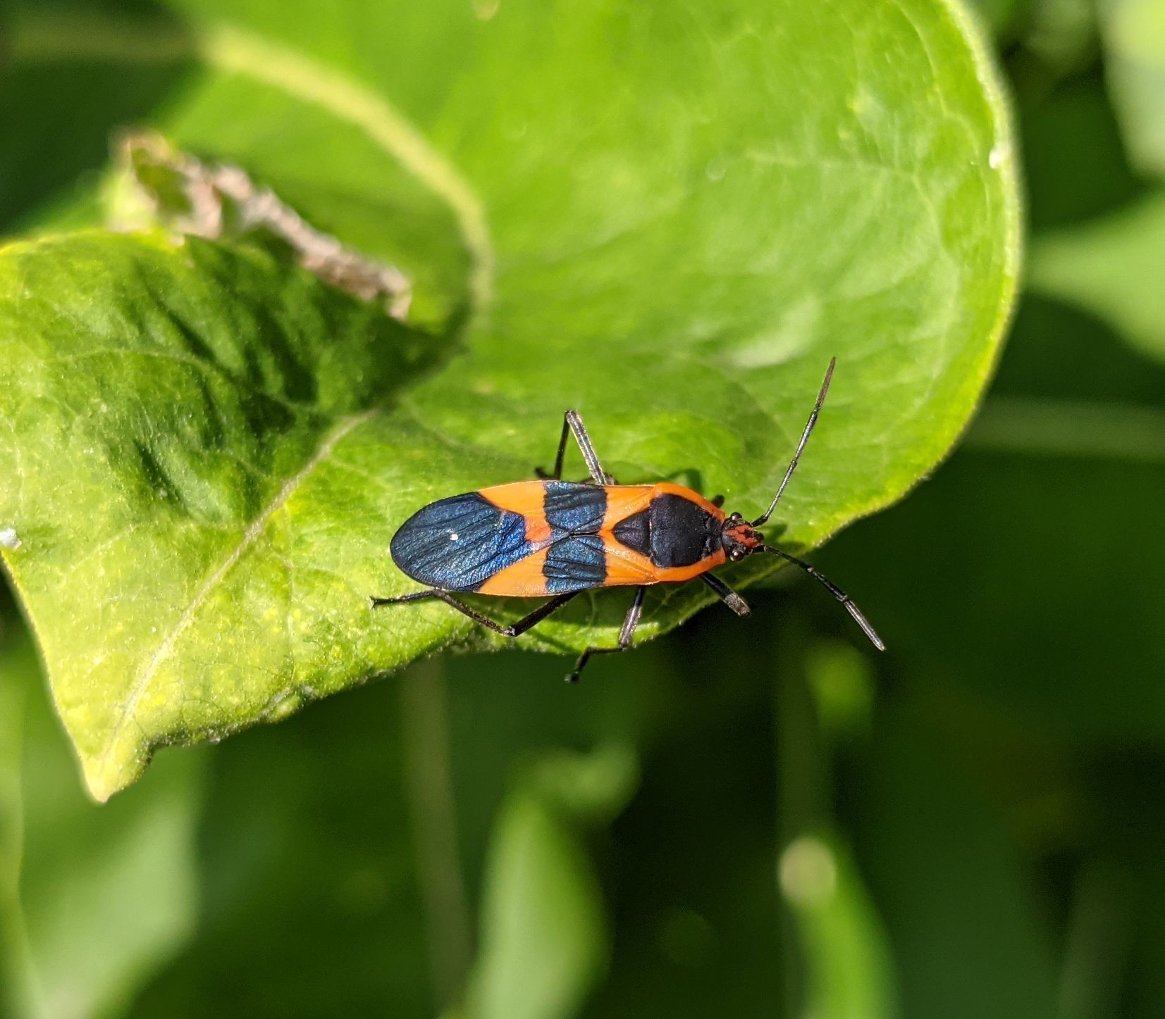 Maryland Biodiversity Project - Record ID: 1210389