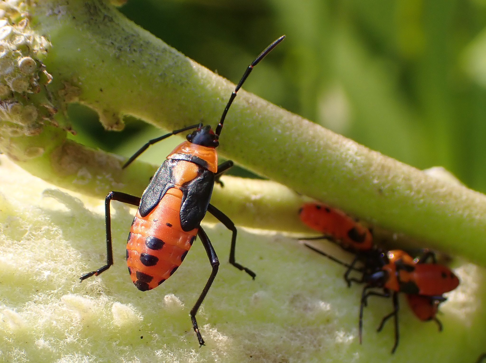 Record #1210475 Details - Maryland Biodiversity Project