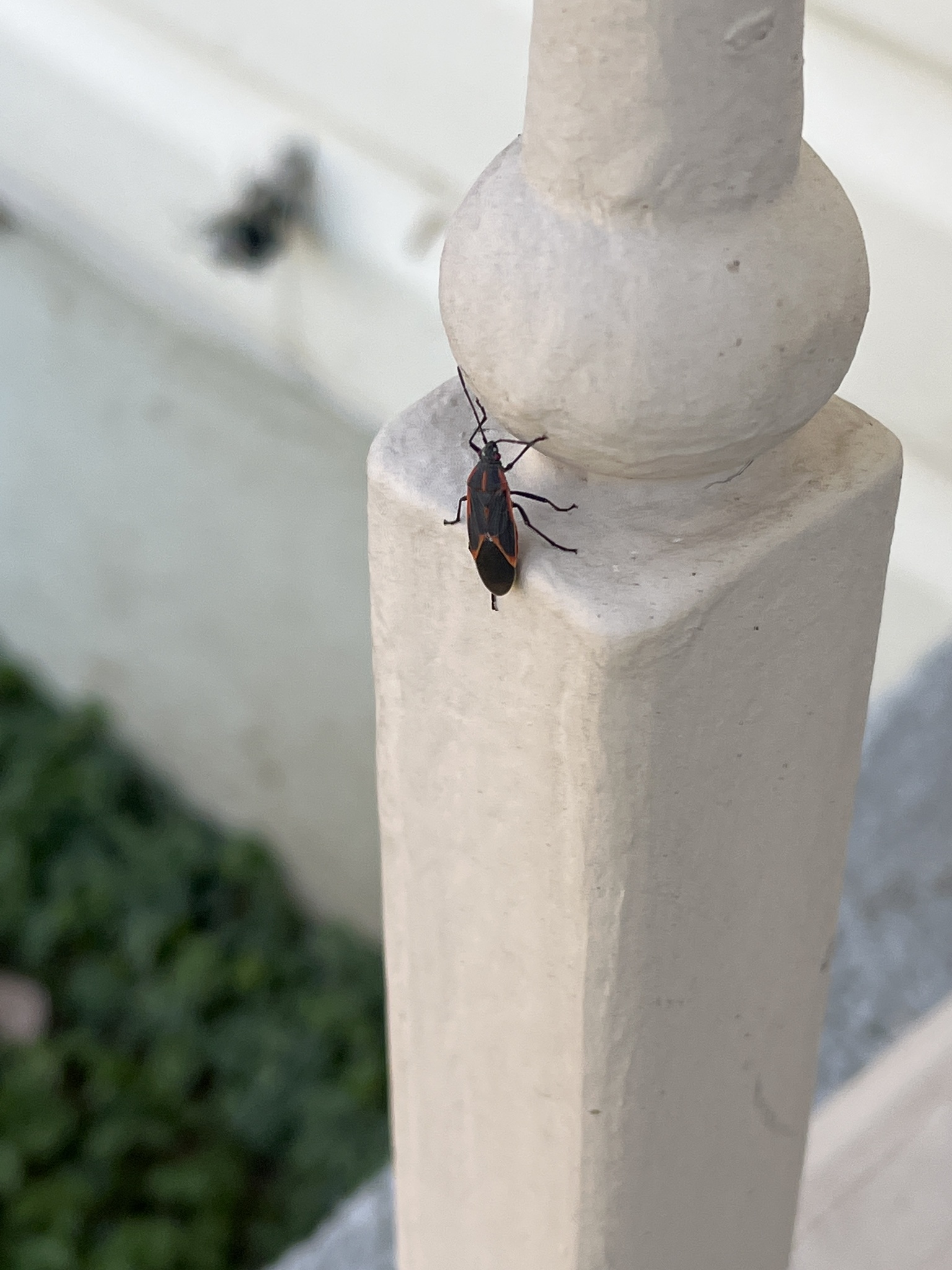 Maryland Biodiversity Project - Record ID: 1211113