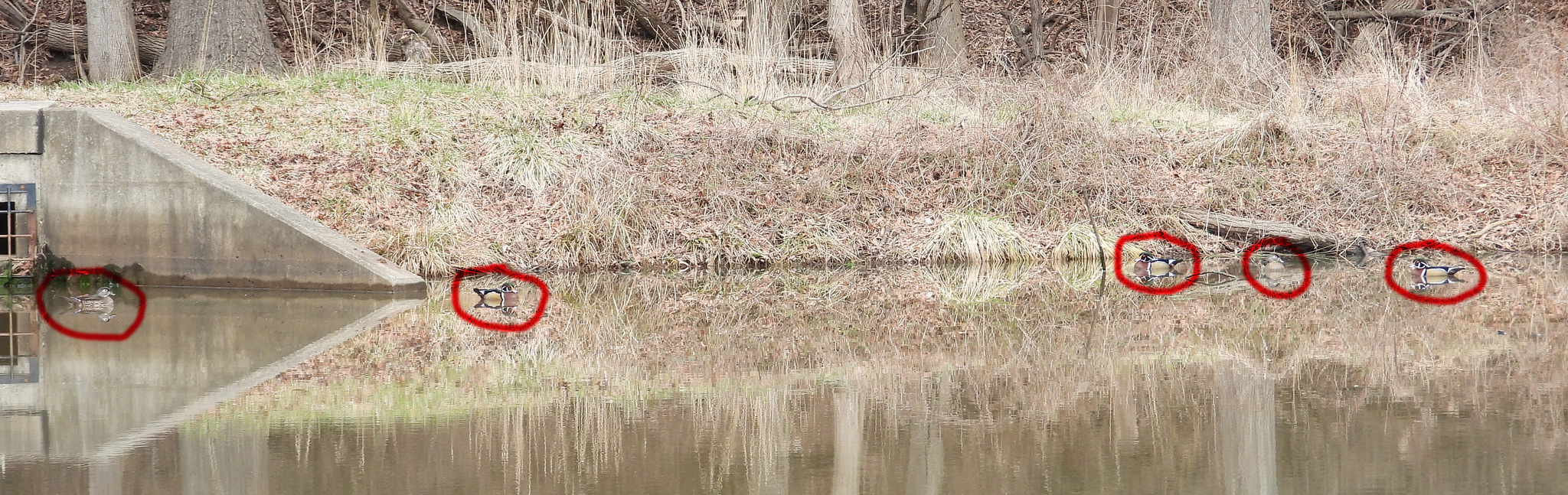Record #1213698 Details - Maryland Biodiversity Project