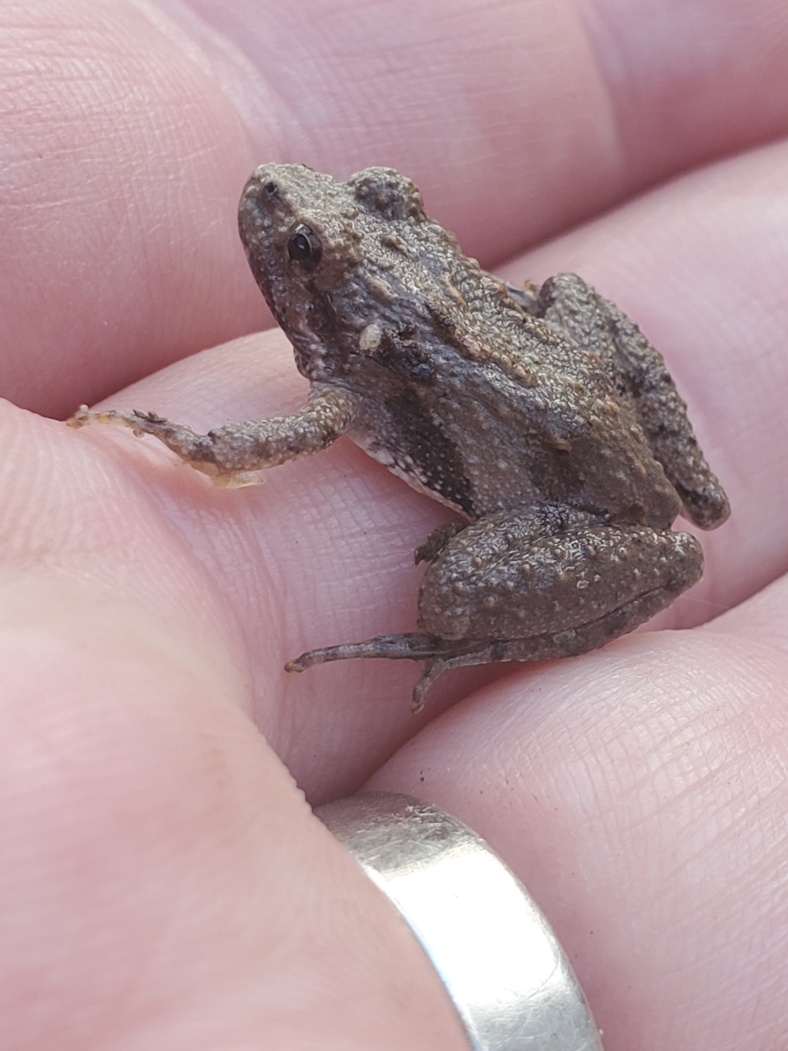 Record #1215468 Details - Maryland Biodiversity Project