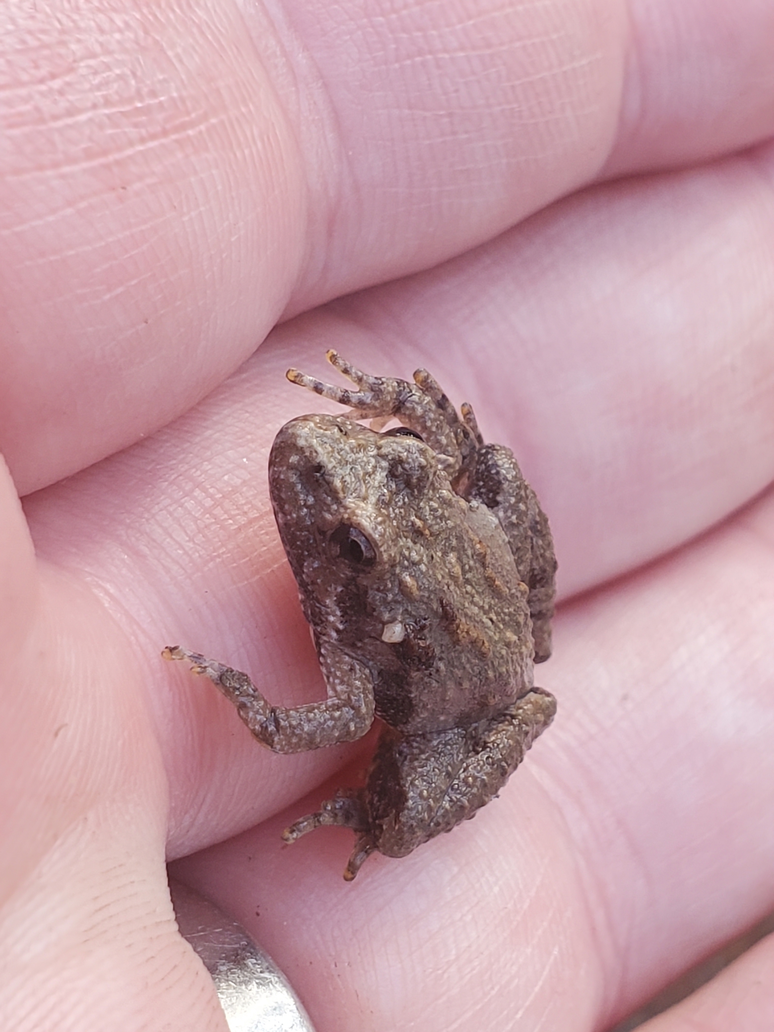 Record #1215468 Details - Maryland Biodiversity Project