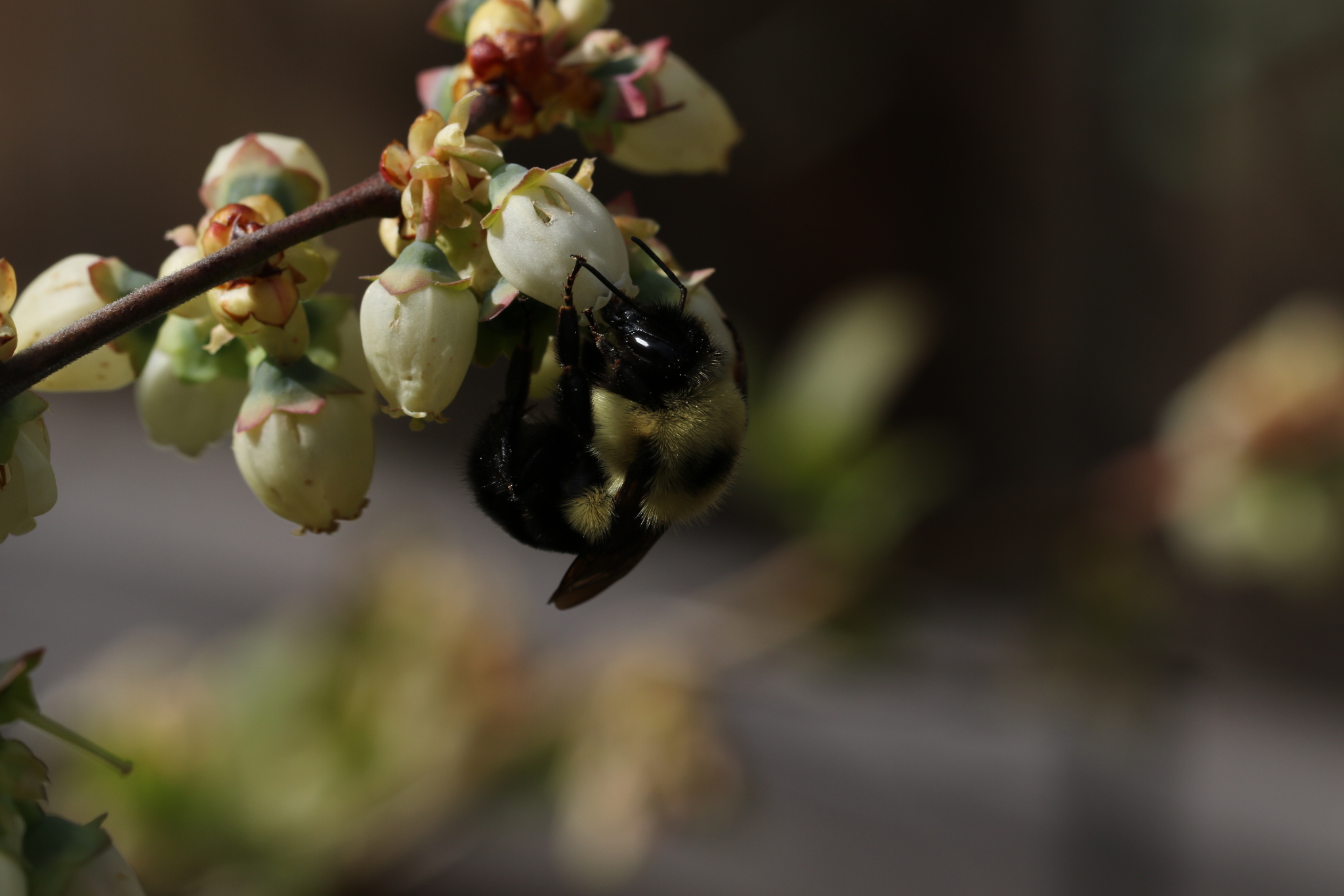 Maryland Biodiversity Project - Record ID: 1224213