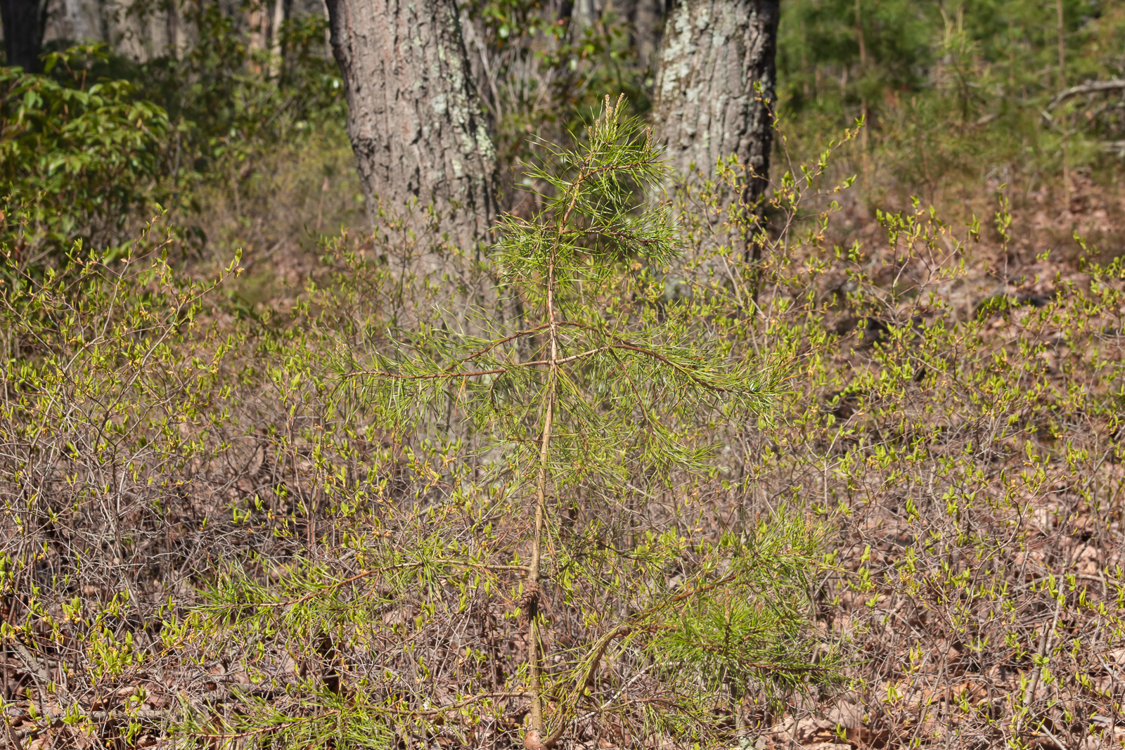 Maryland Biodiversity Project - Record ID: 1233885
