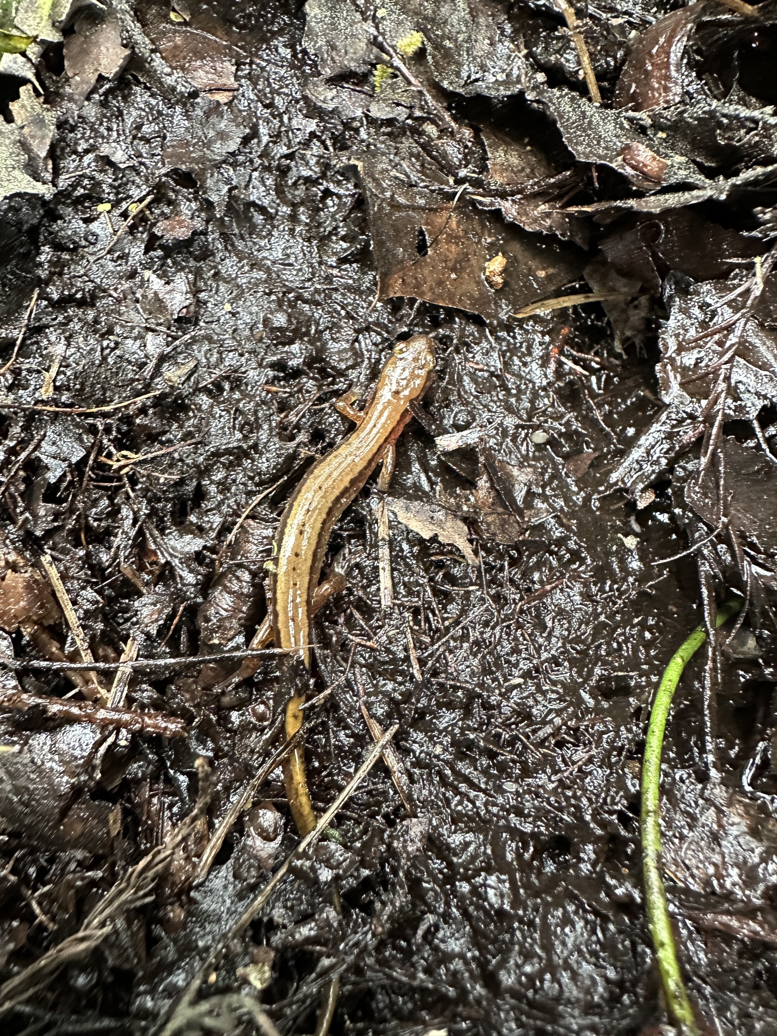 About Southern Two-lined Salamander - Maryland Biodiversity Project