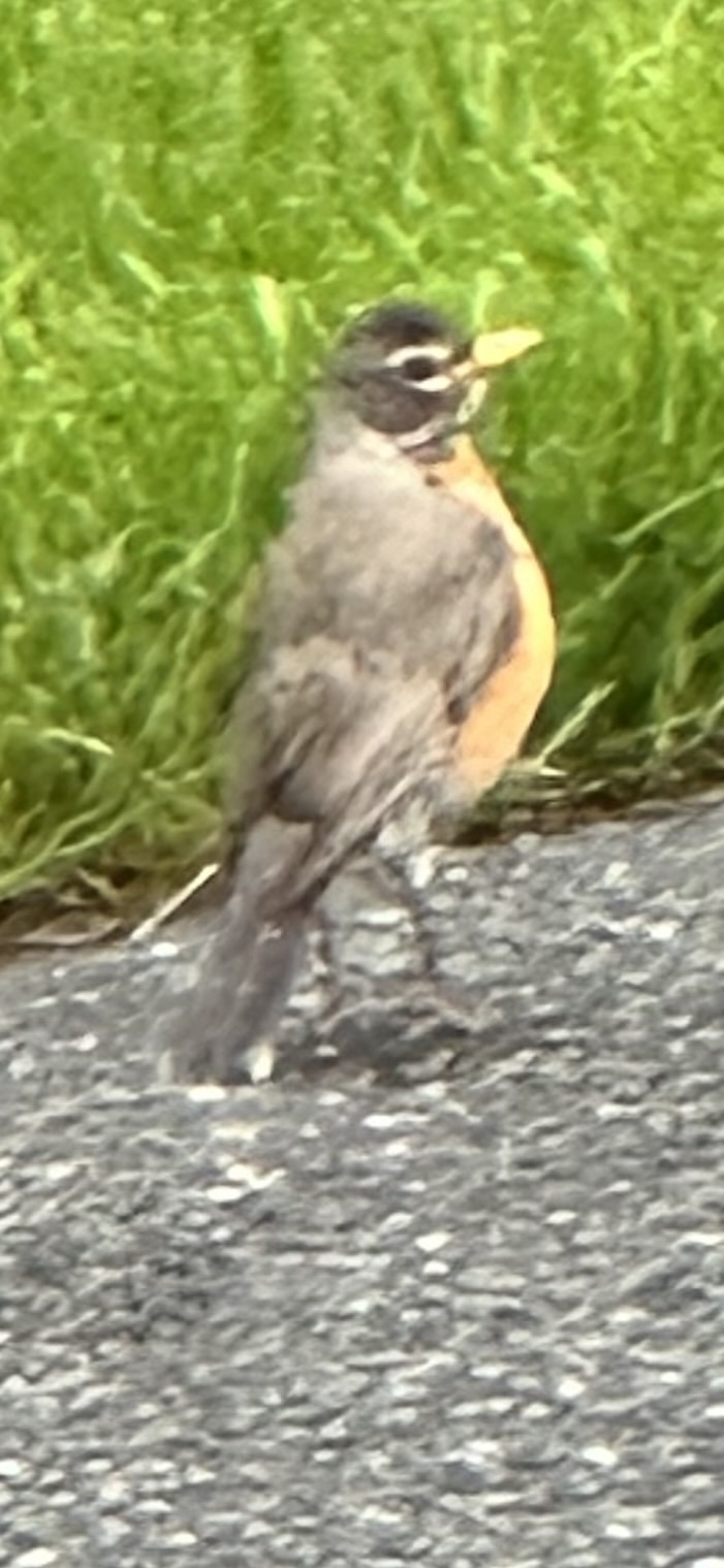 Maryland Biodiversity Project - Record ID: 1246162