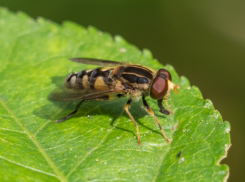 About Black-legged Bog Fly - Maryland Biodiversity Project