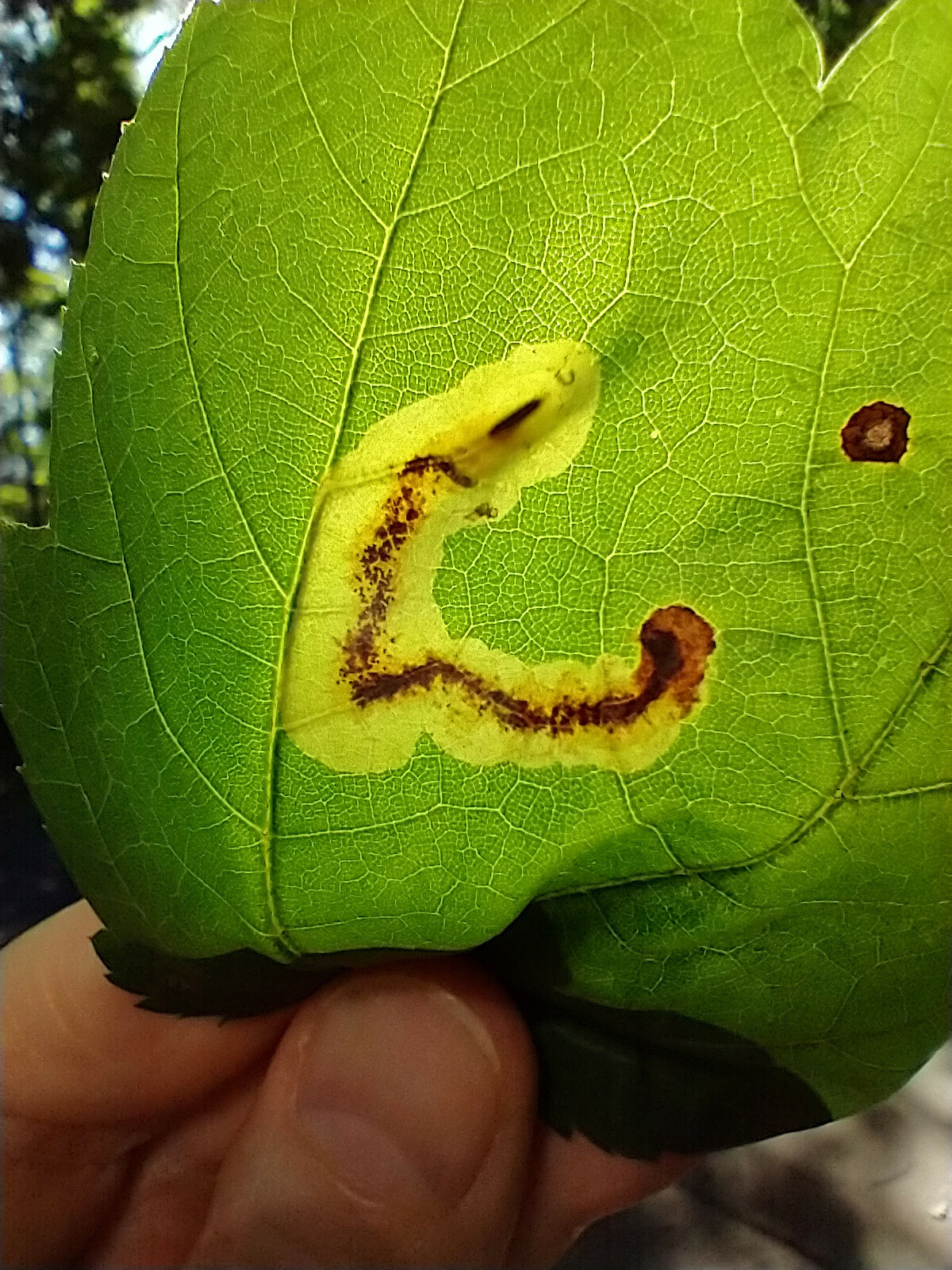 Media of Maple Leafblotch Miner Moth - Maryland Biodiversity Project