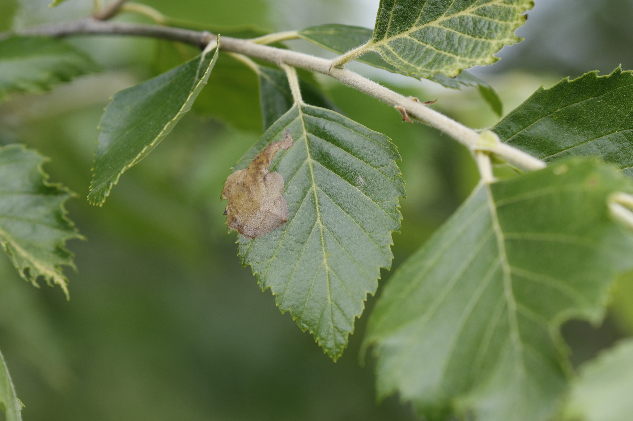 About Amber-marked Birch Leaf-miner Sawfly - Maryland Biodiversity Project
