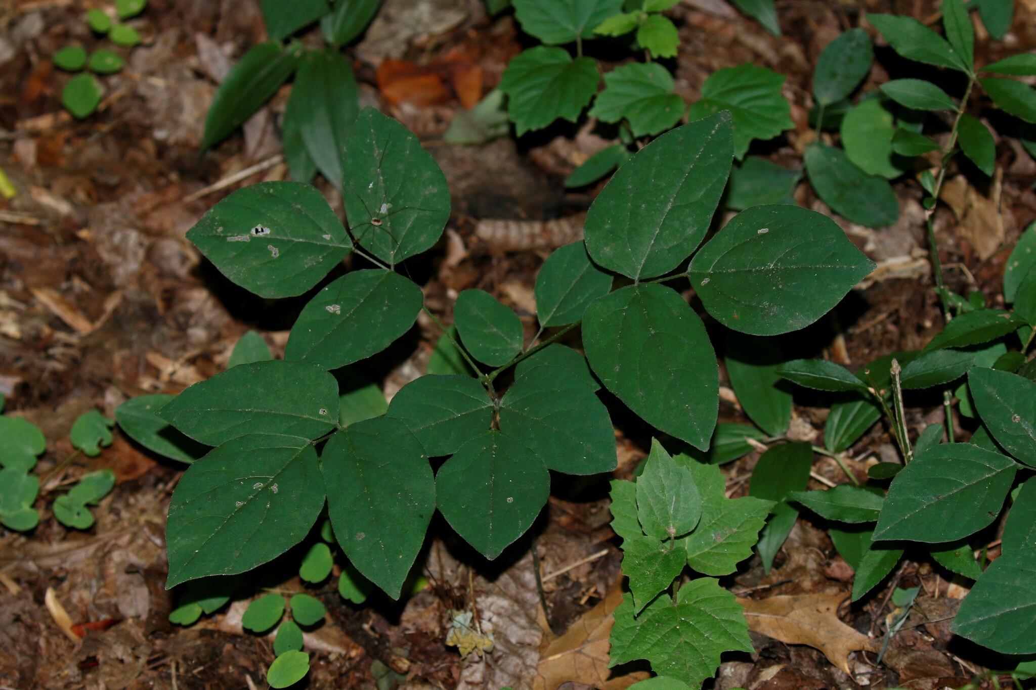 Record #1273592 Details - Maryland Biodiversity Project