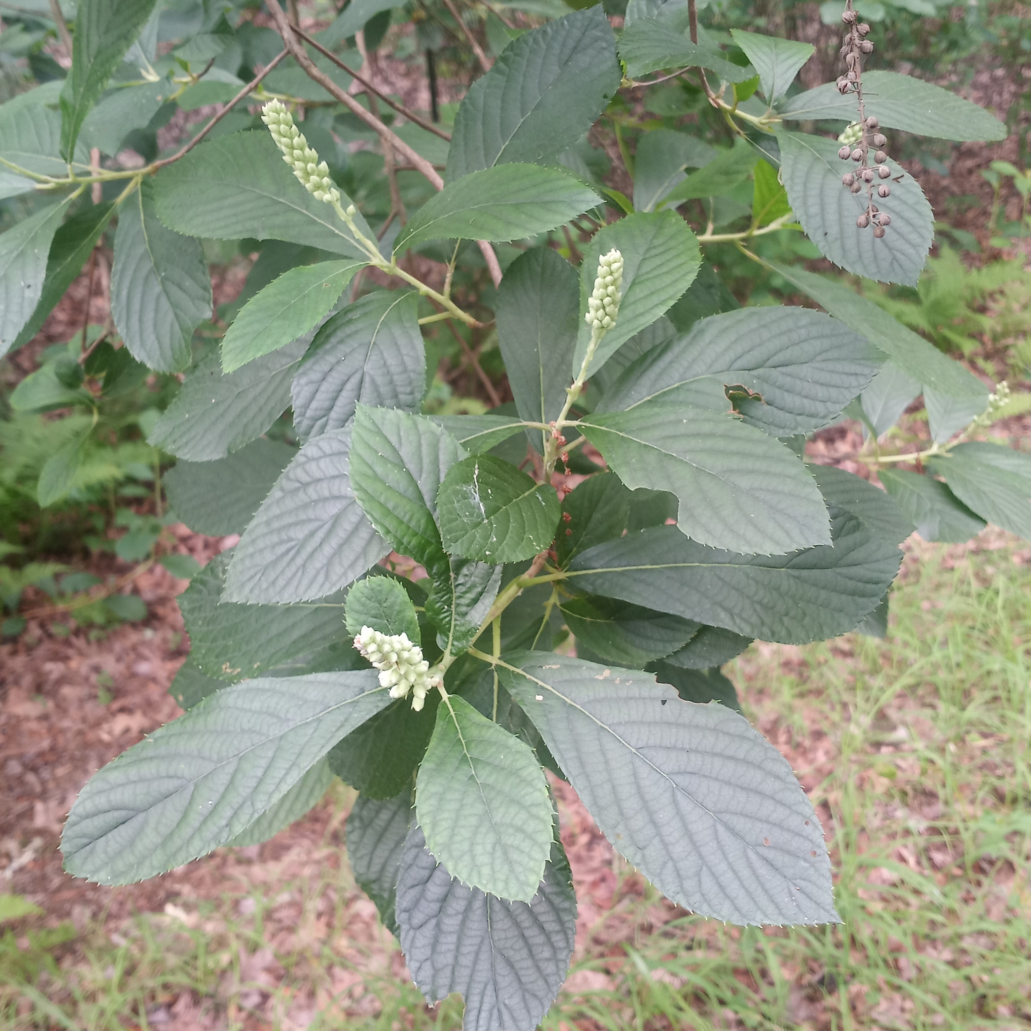 Record #1275375 Details - Maryland Biodiversity Project