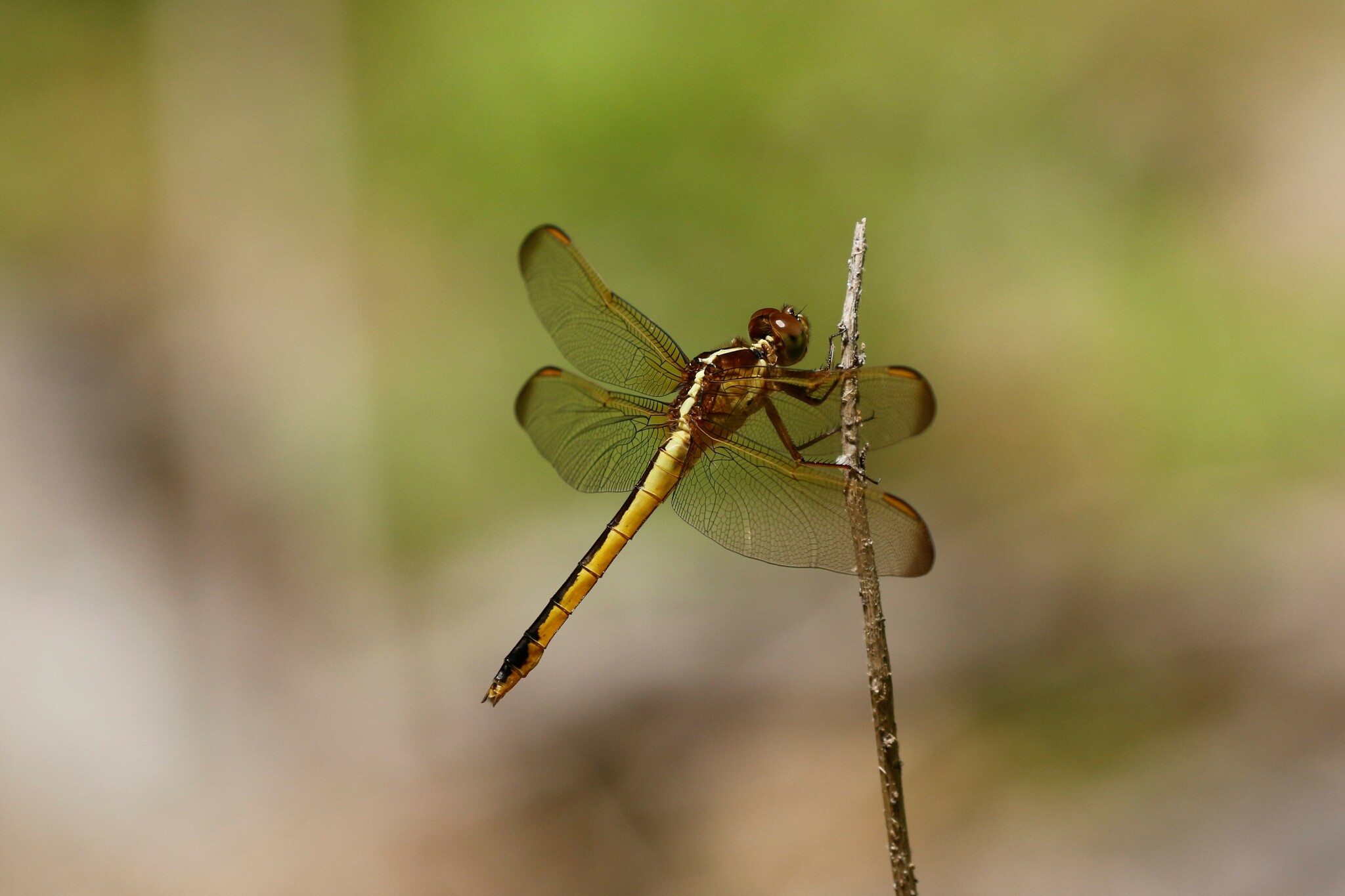 Record #1278330 Details - Maryland Biodiversity Project