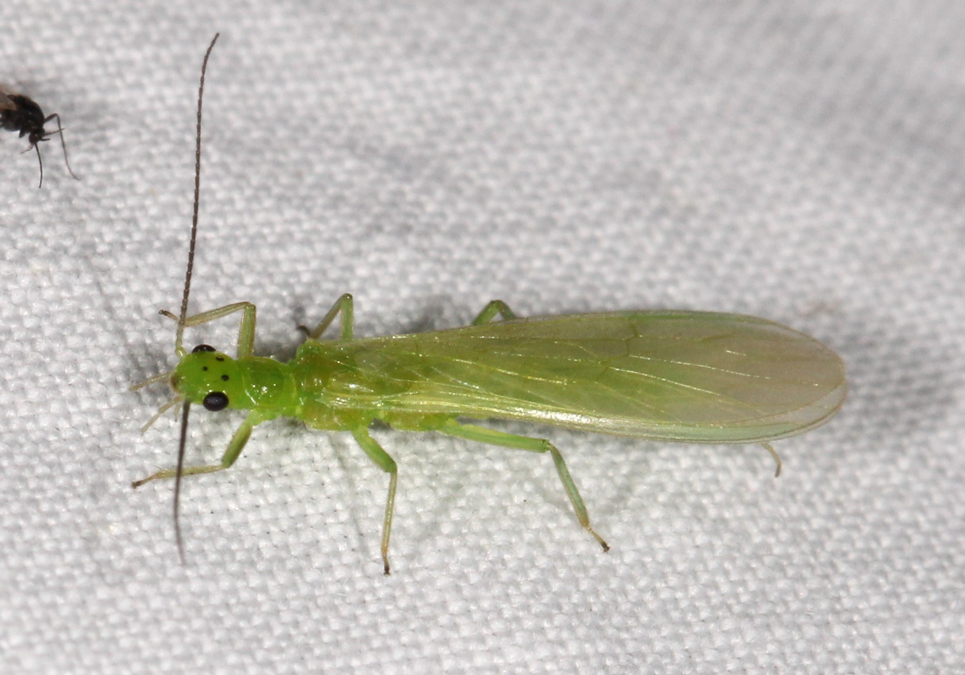 Media of Alloperla sp. - Maryland Biodiversity Project