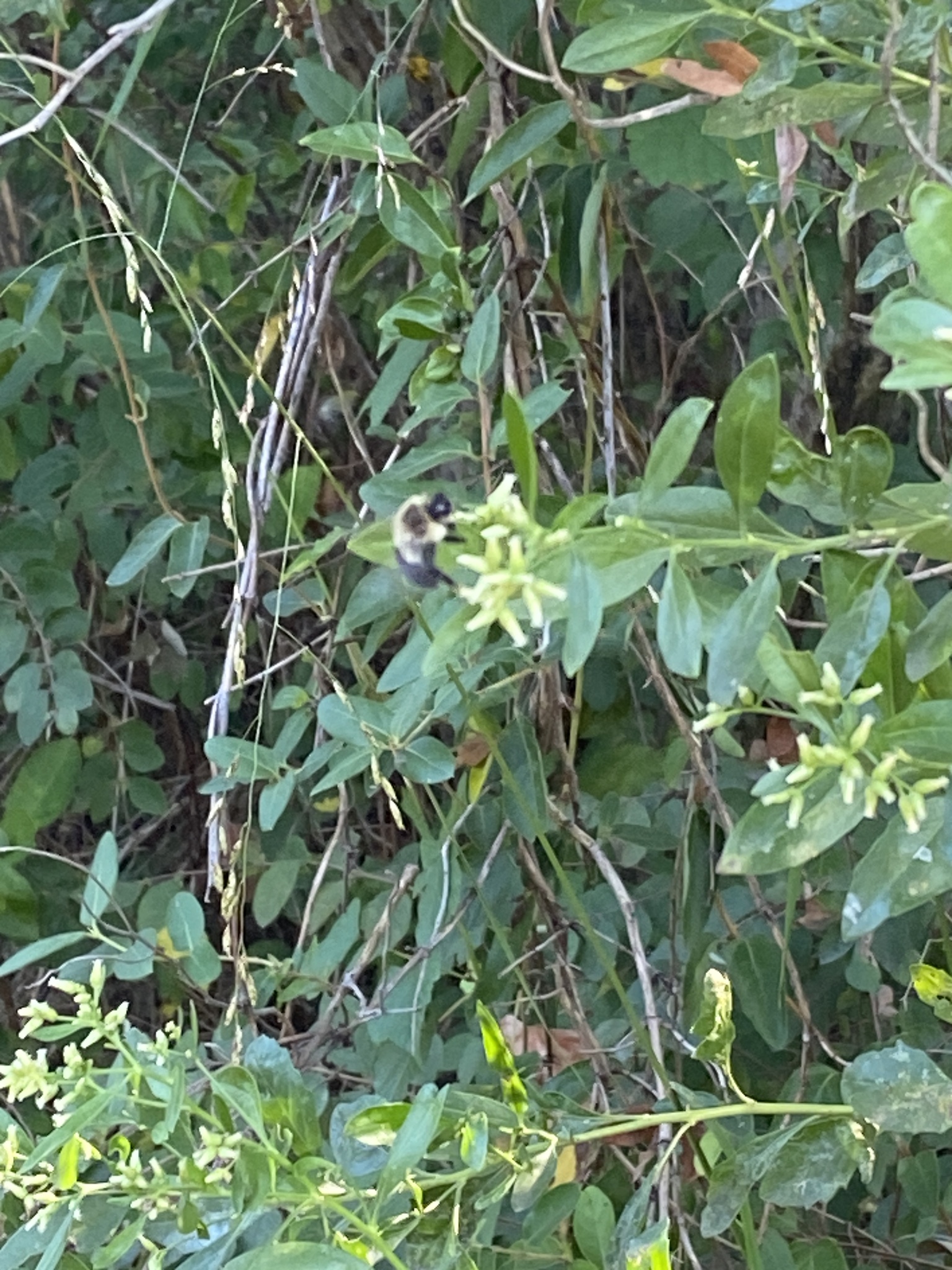 Record #1306579 Details - Maryland Biodiversity Project