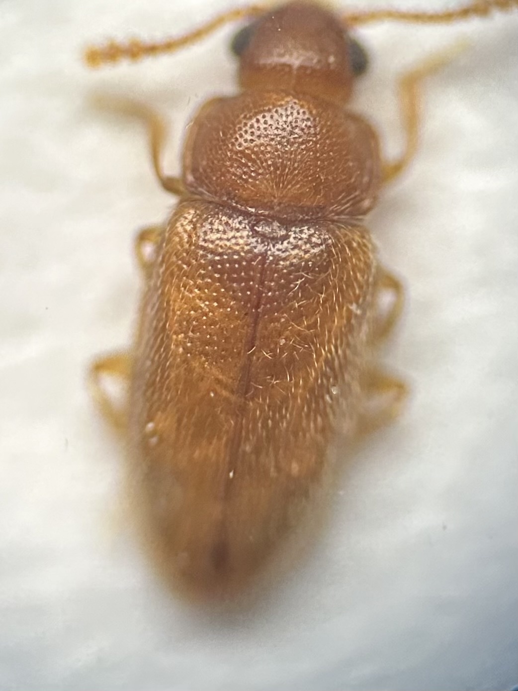 Media of Cryptophilus integer - Maryland Biodiversity Project