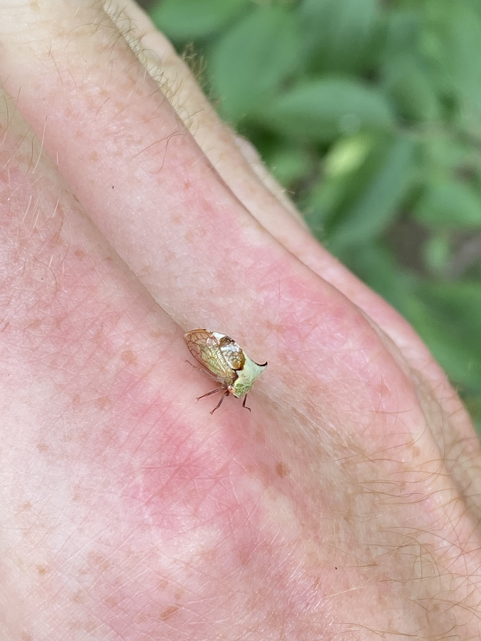 Media of Buffalo Treehopper - Maryland Biodiversity Project