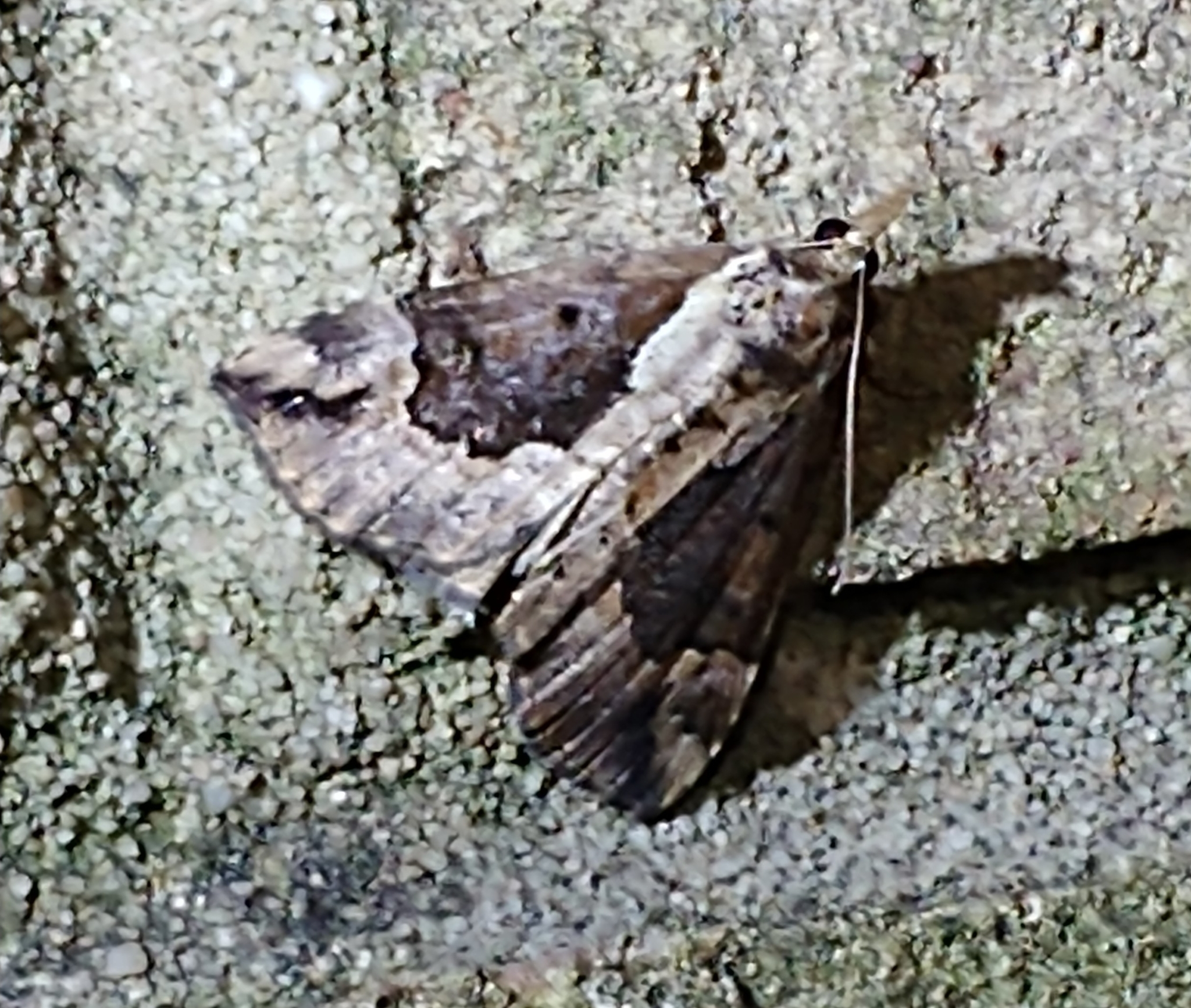 Record #1329939 Details - Maryland Biodiversity Project